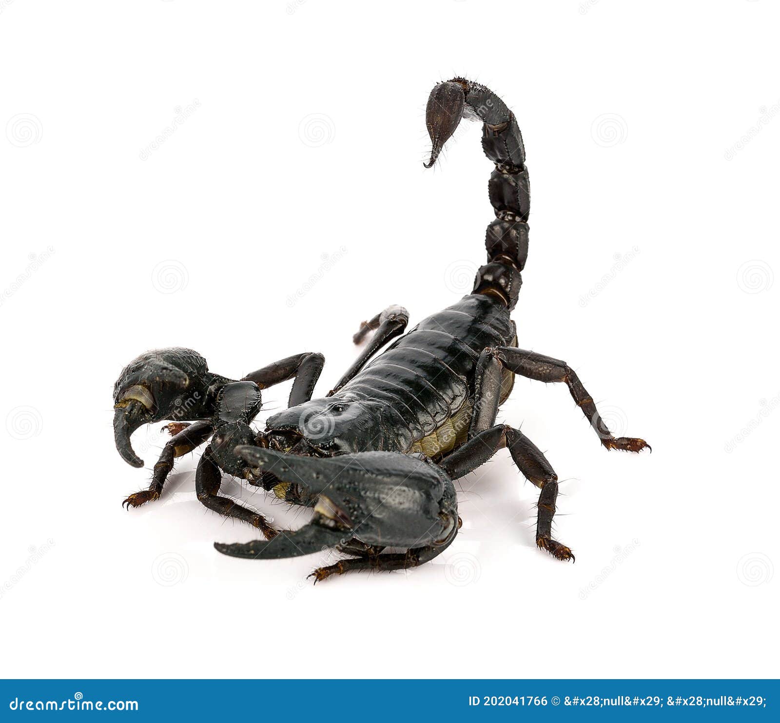Scorpion Isolated on White Background. Stock Photo - Image of imperator ...