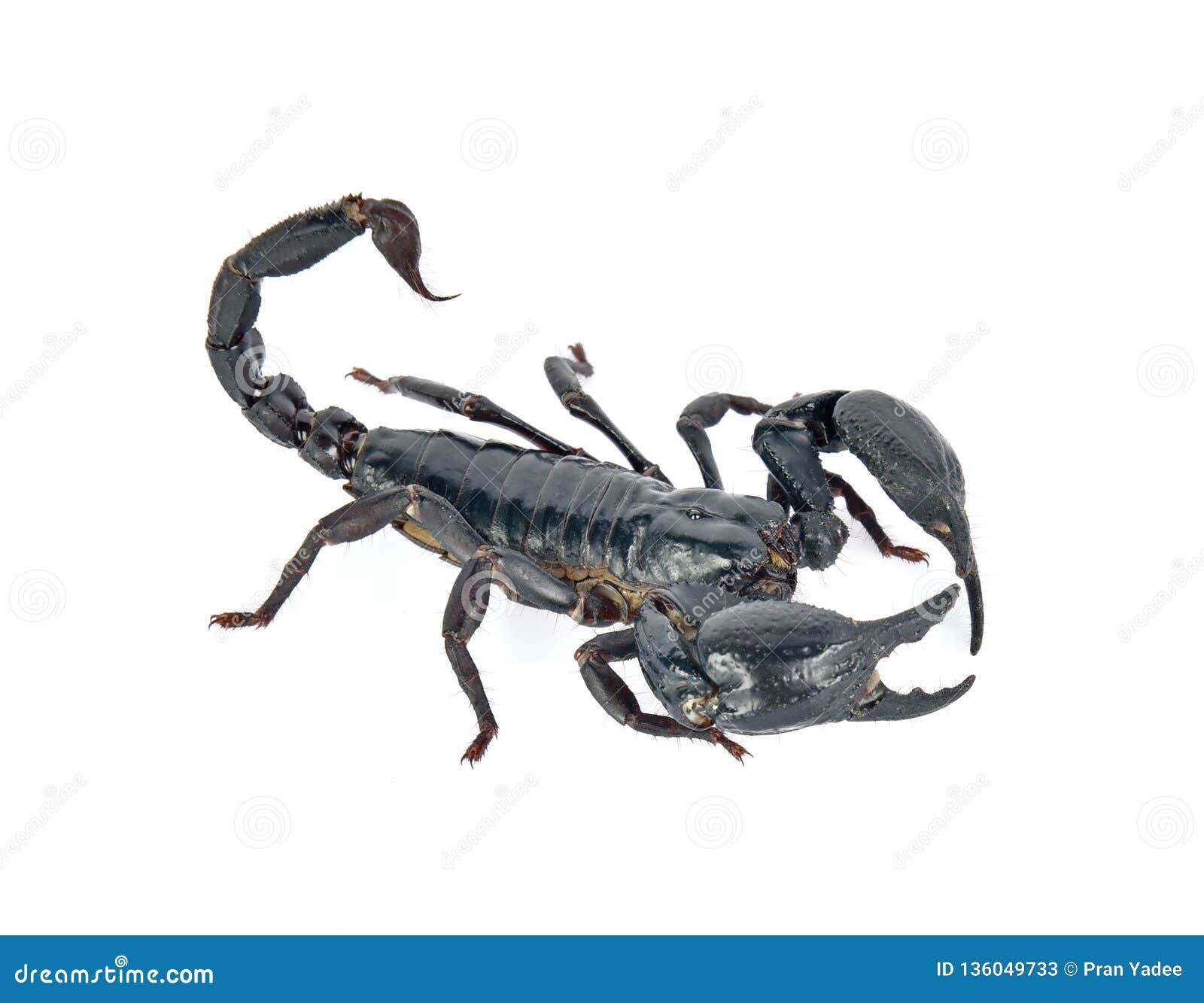 Scorpion on White Background Stock Image - Image of claw, stinger ...