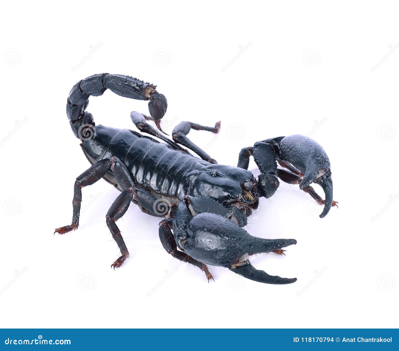 Scorpion On A White Background Stock Photography | CartoonDealer.com ...