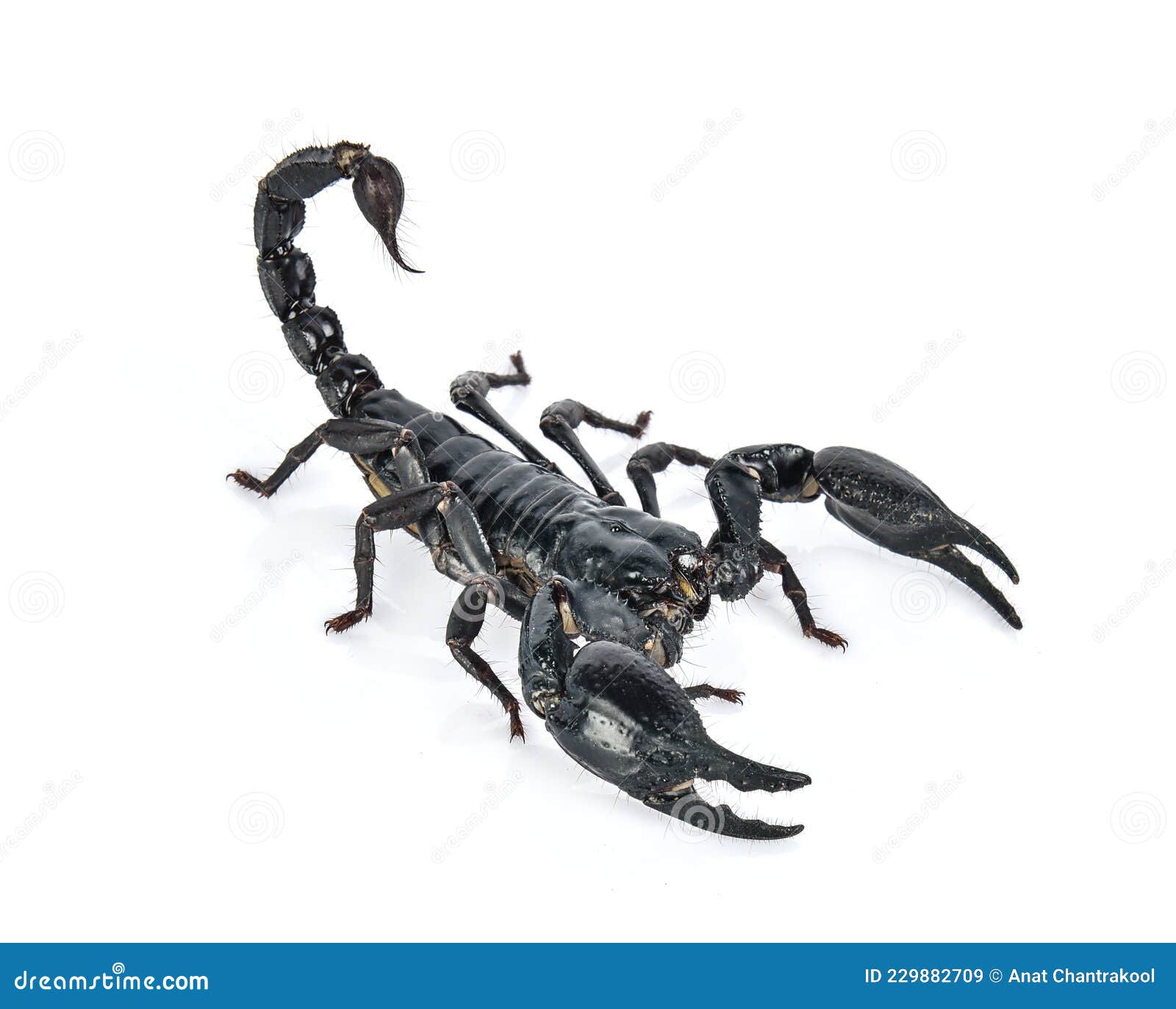 Scorpion on White Background Stock Image - Image of pink, white: 229882709