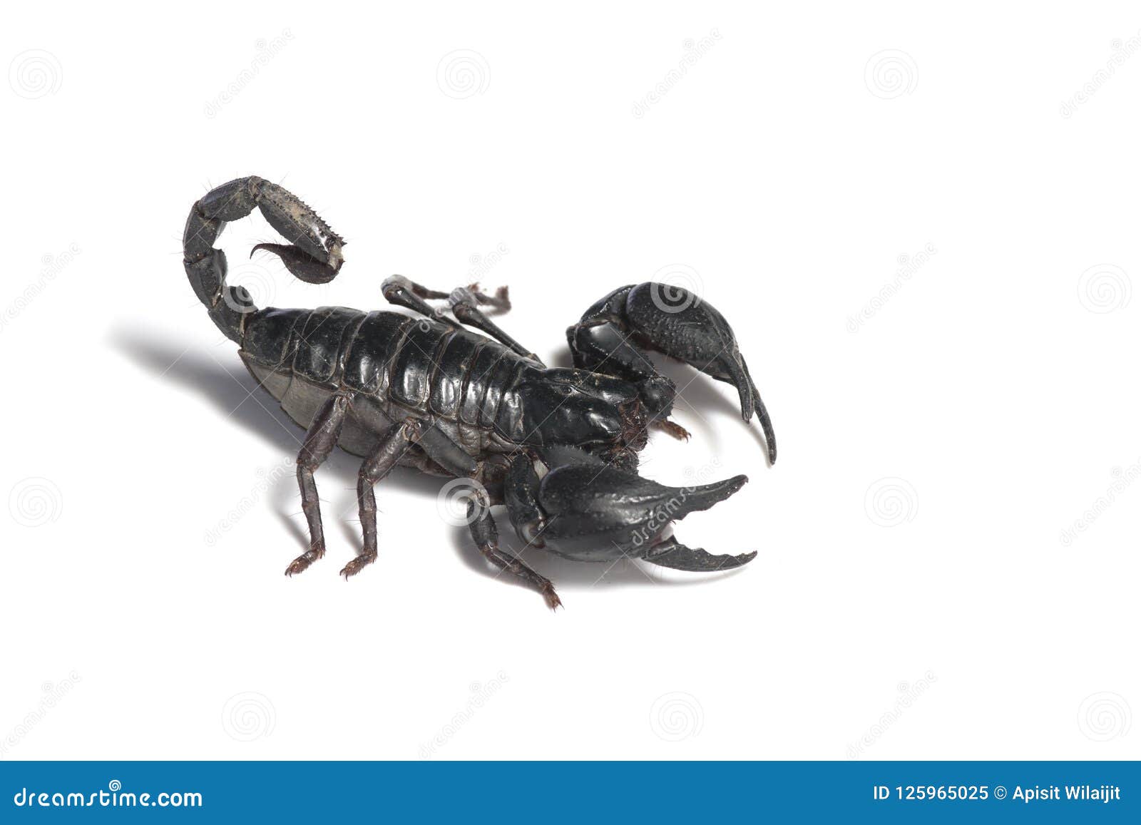 Scorpion on White Background. Stock Image - Image of macro, house ...