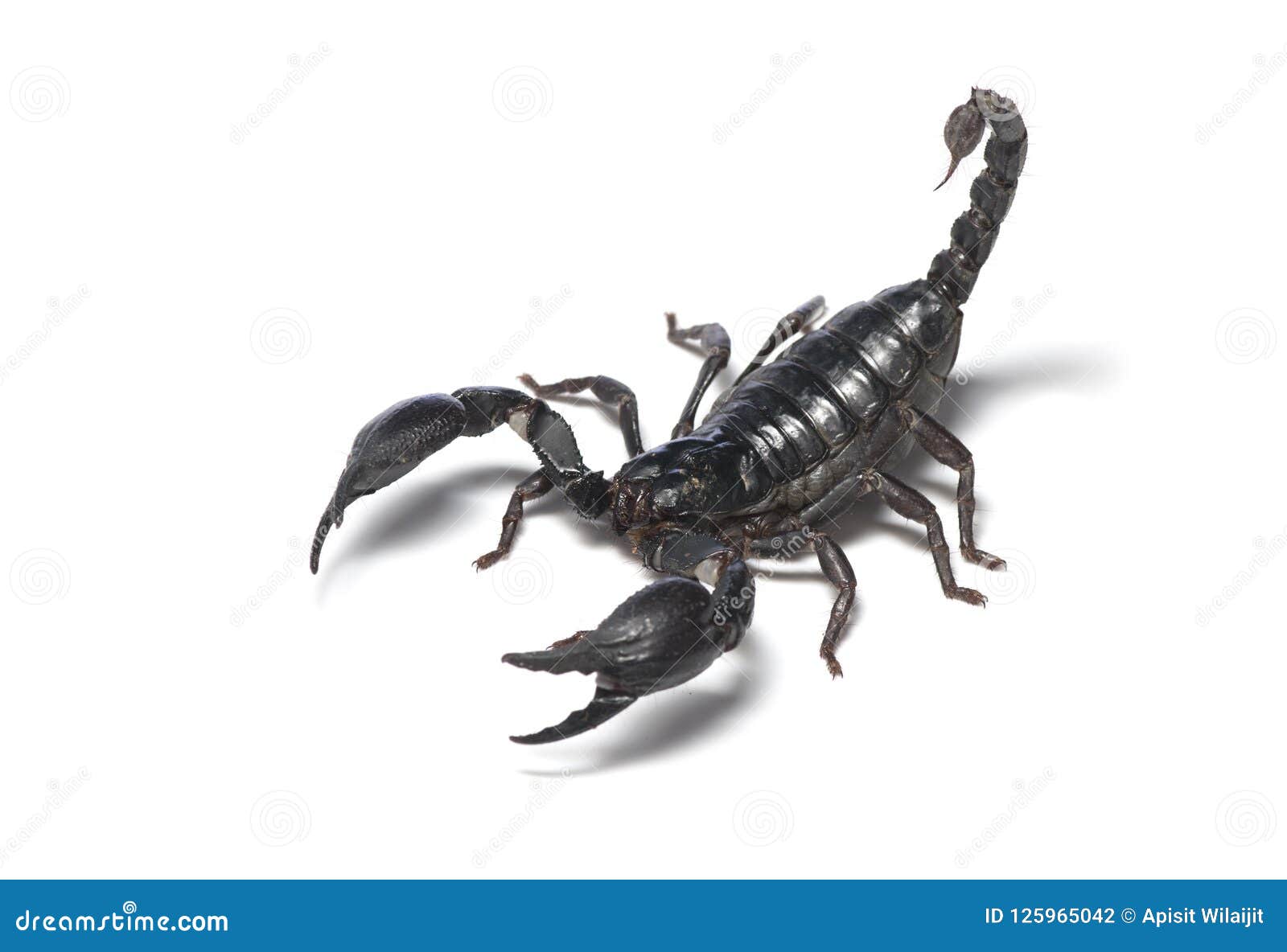 3,040 Scorpion White Background Photos - Free & Royalty-Free Stock ...
