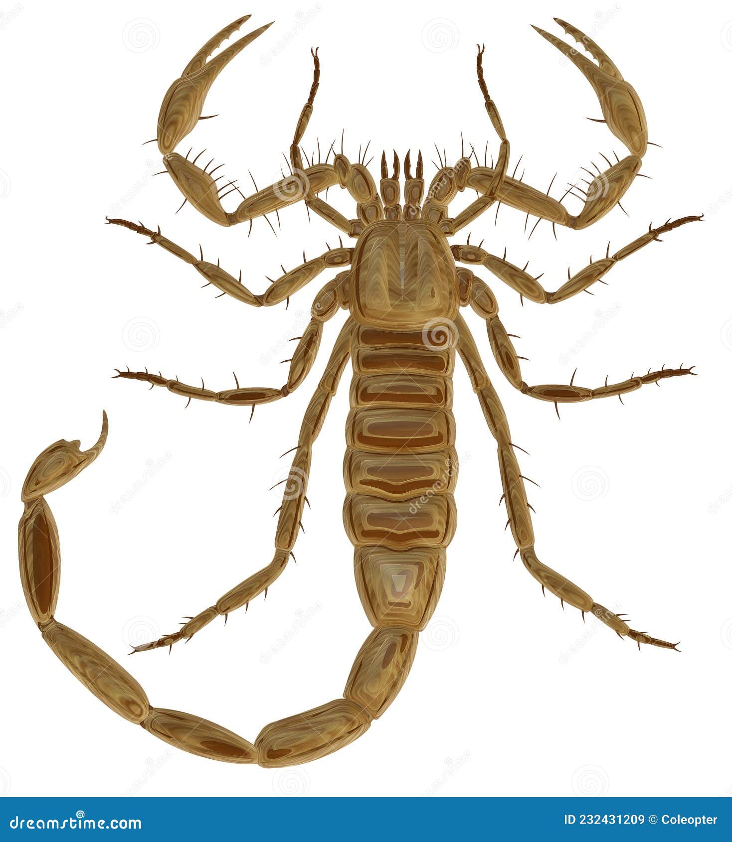 Scorpion on white stock illustration. Illustration of arthropod - 232431209