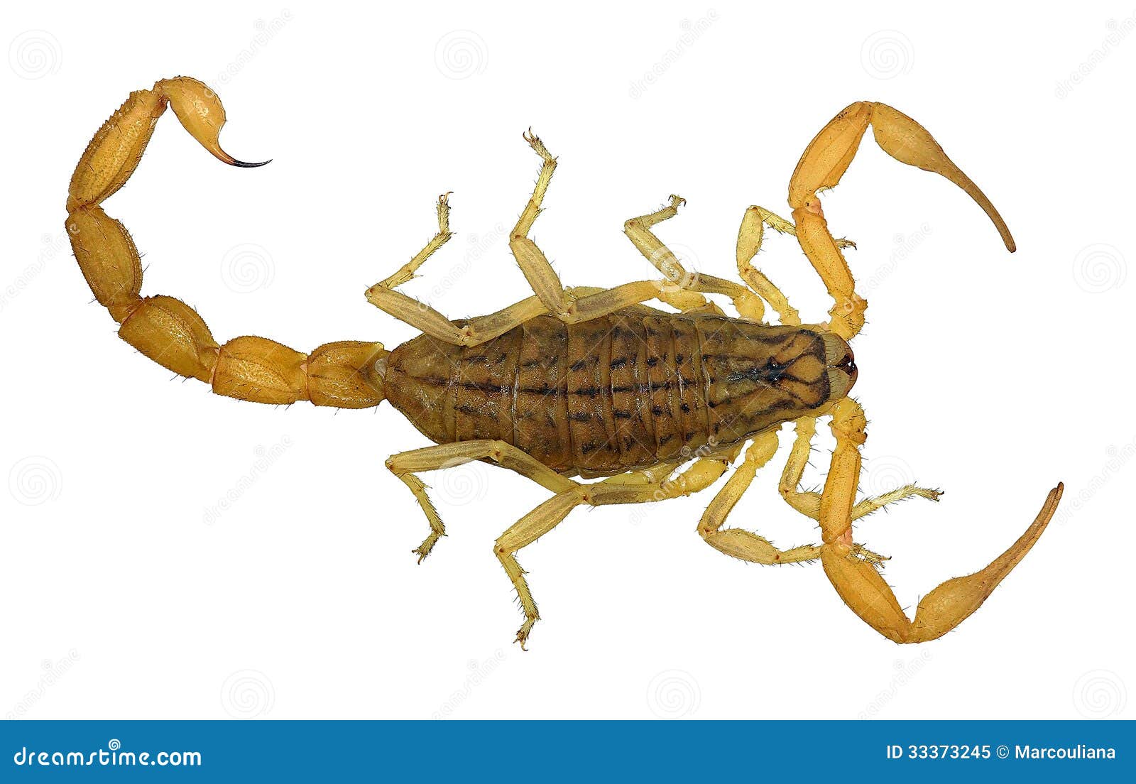 A Scorpion Pincer Pedipalp Up Close. Leiurus Hebraeus, The Hebrew ...