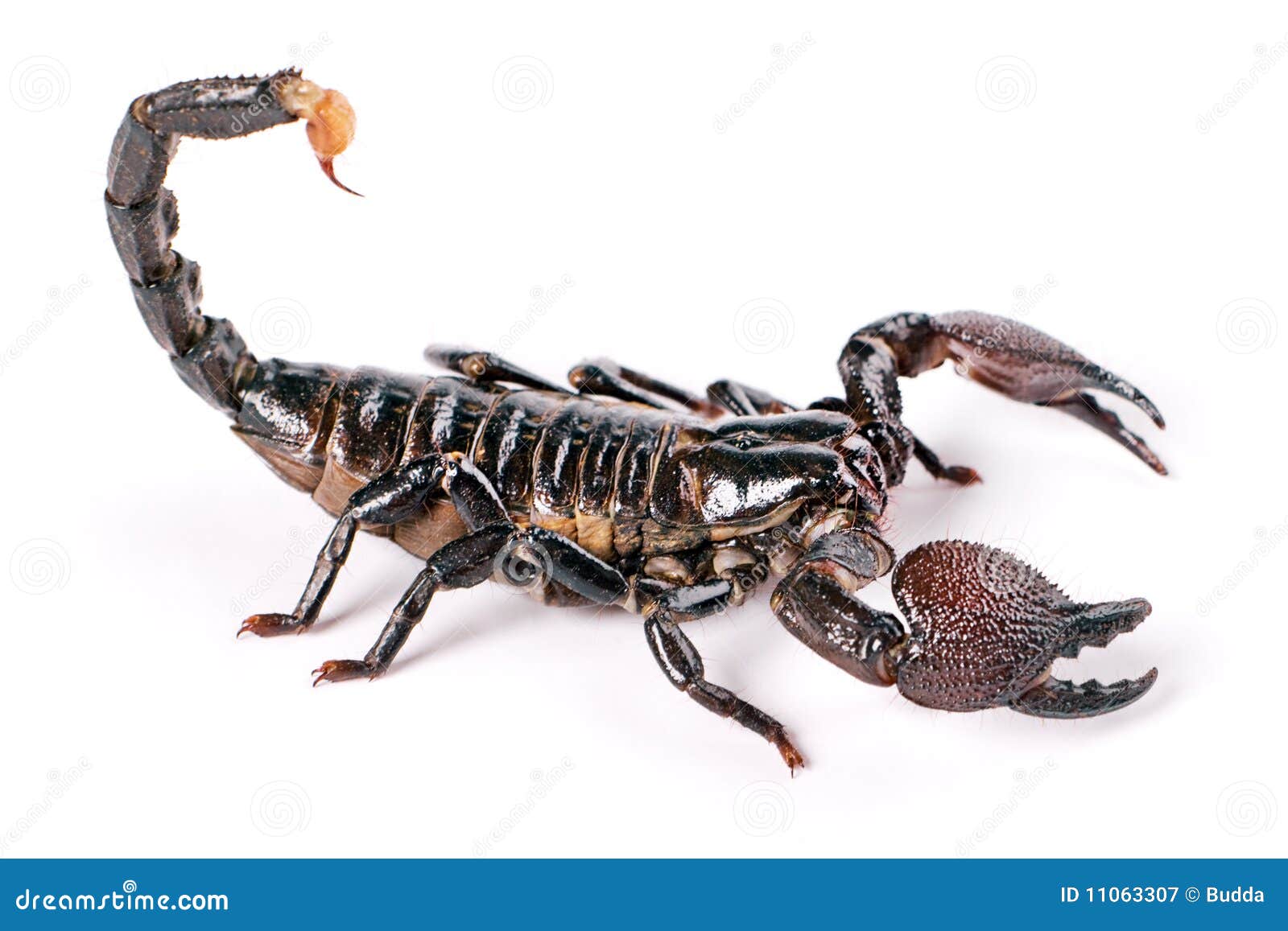 Scorpione immagine stock. Immagine di predatore, pericolo - 11063307