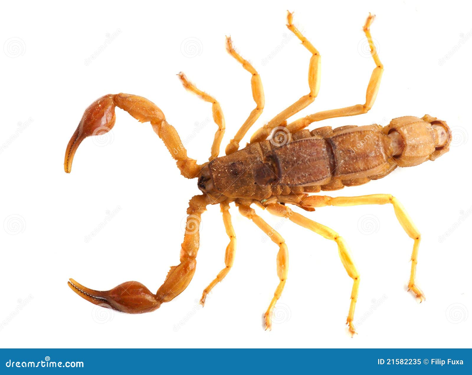 Scorpione immagine stock. Immagine di isolato, veleno - 21582235