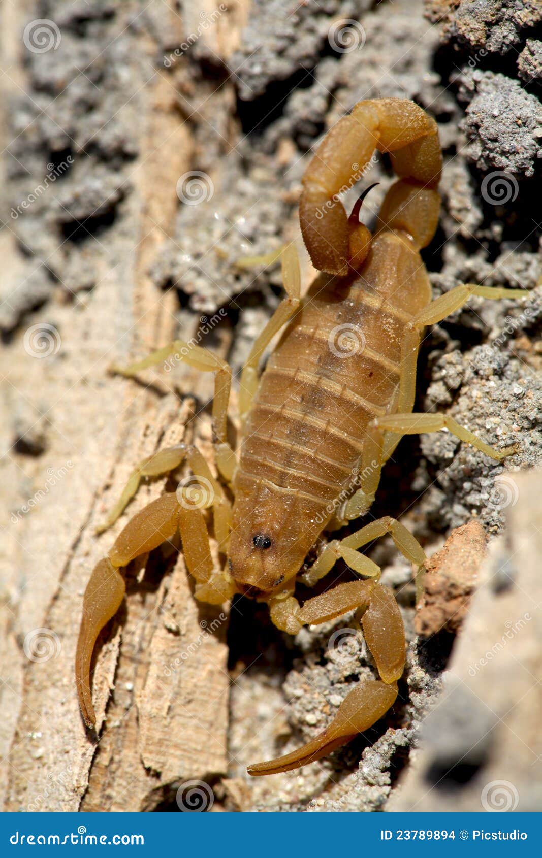 Scorpione fotografia stock. Immagine di sabbia, giallo - 23789894