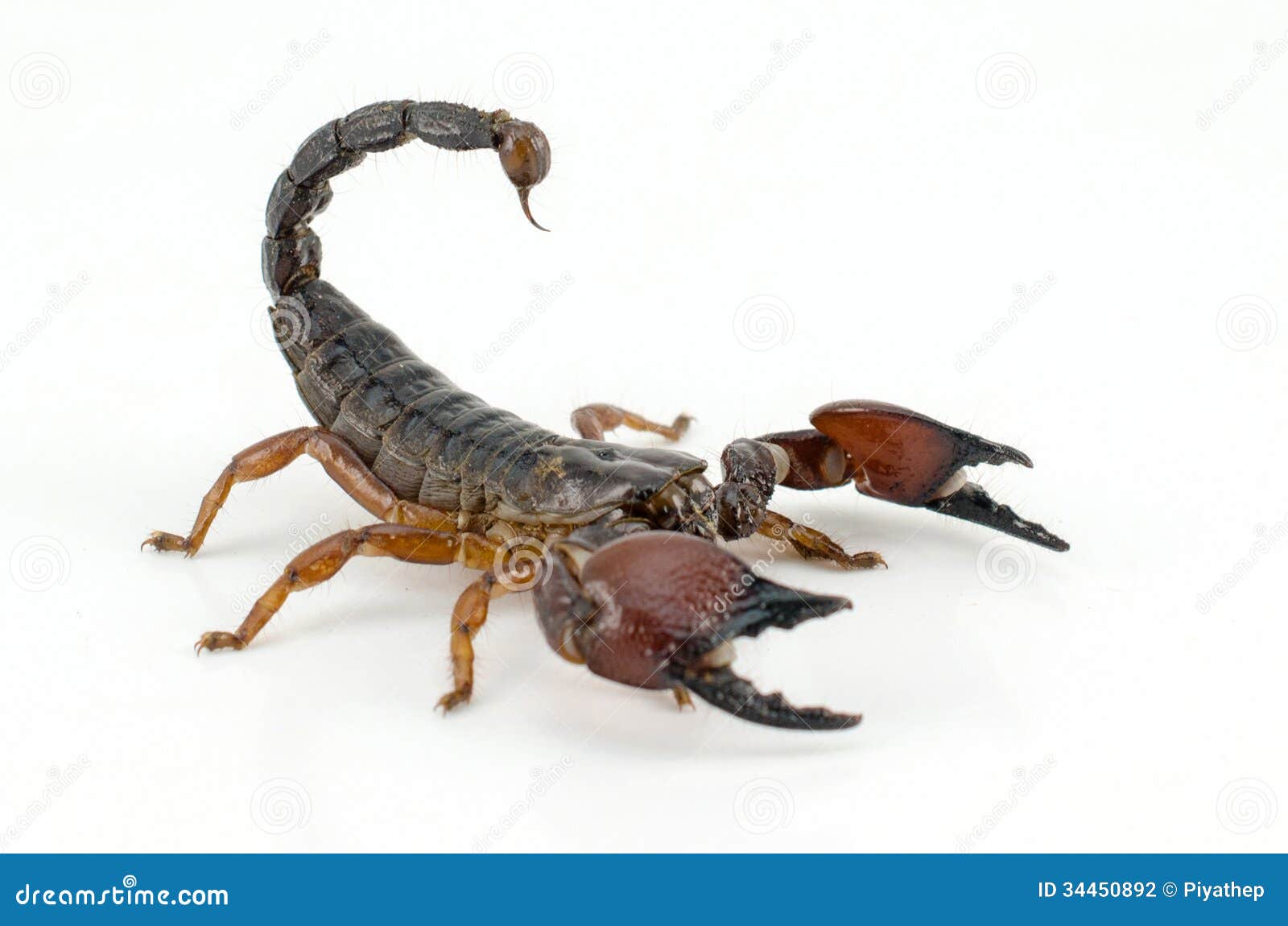 Scorpione fotografia stock. Immagine di tossico, punzonatura - 34450892