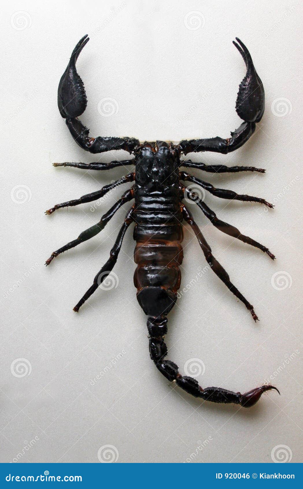 Scorpione fotografia stock. Immagine di alto, piedini, nero - 920046