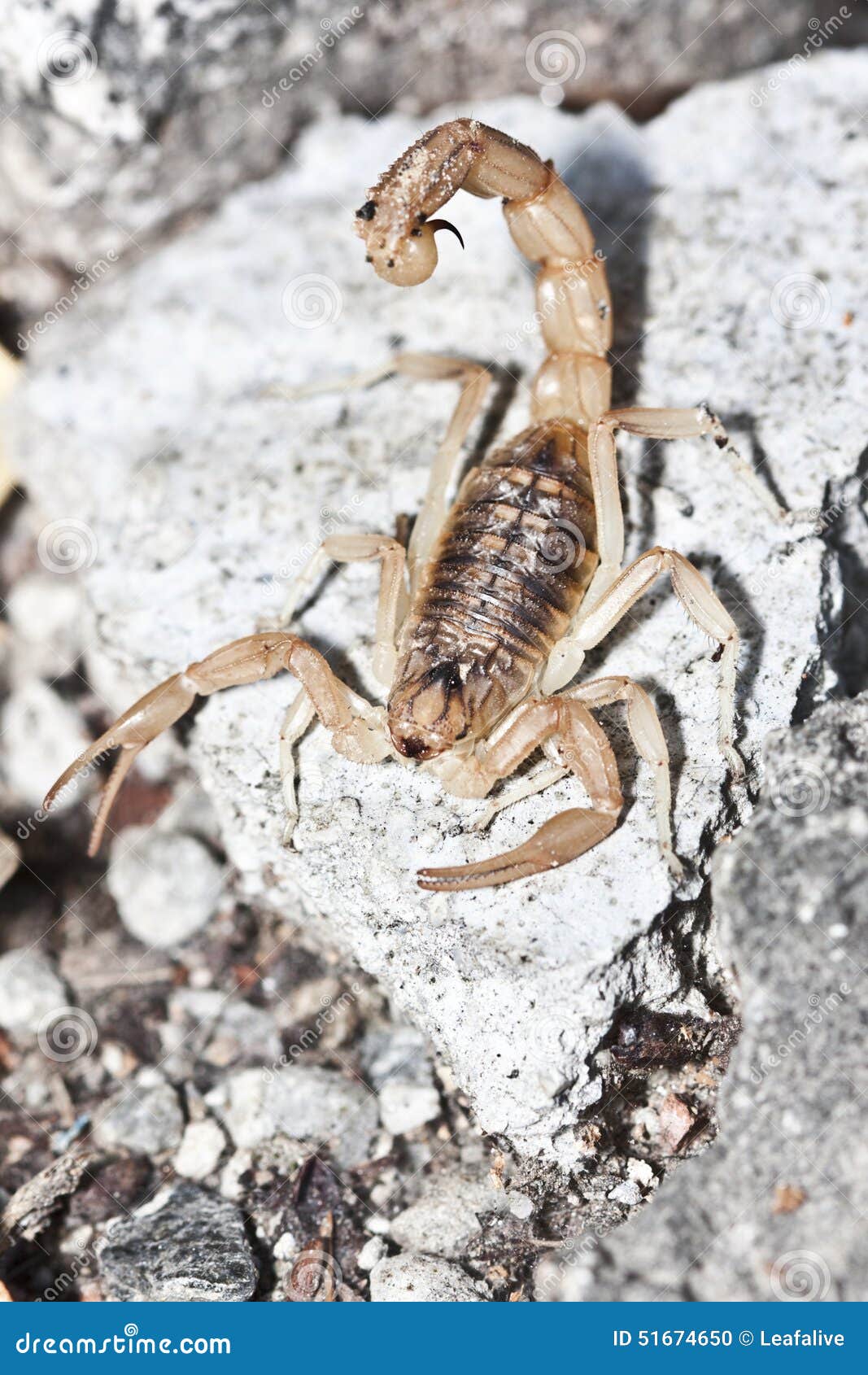 Scorpione Giallo, Occitanus Di Buthus Fotografia Stock - Immagine di ...