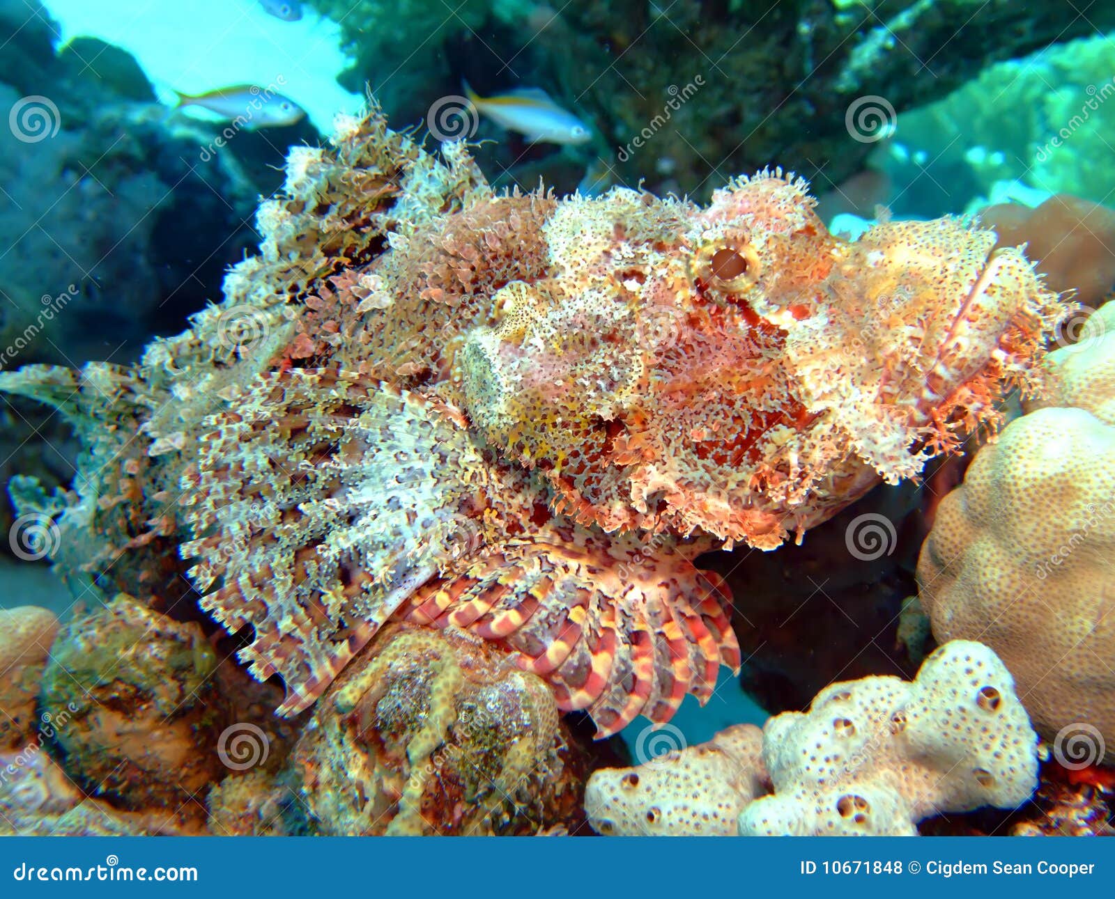 Scorpionfish stock photo. Image of mohammed, life, tropical - 10671848