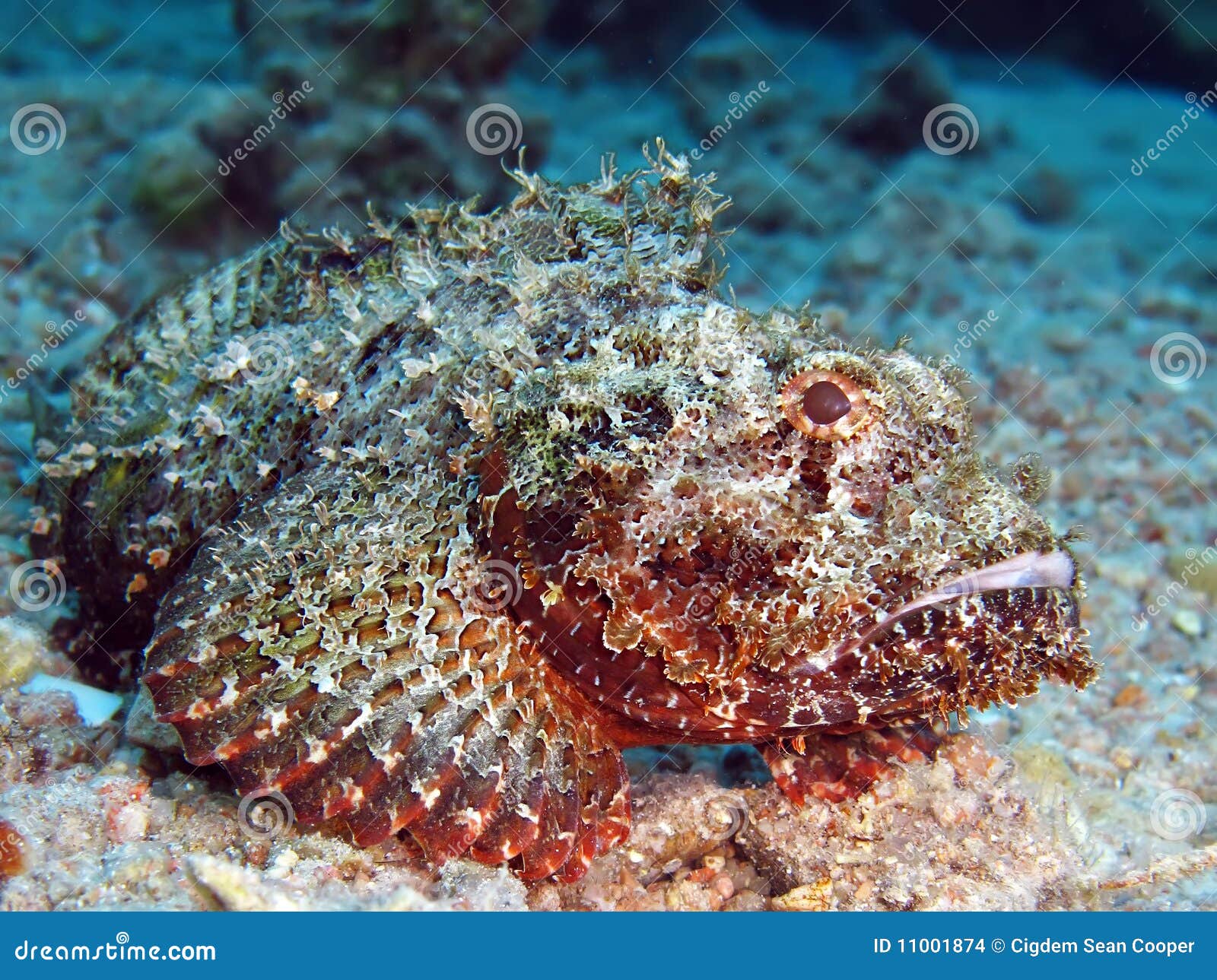 Scorpionfish stock photo. Image of marine, scorpion, mohammed - 11001874