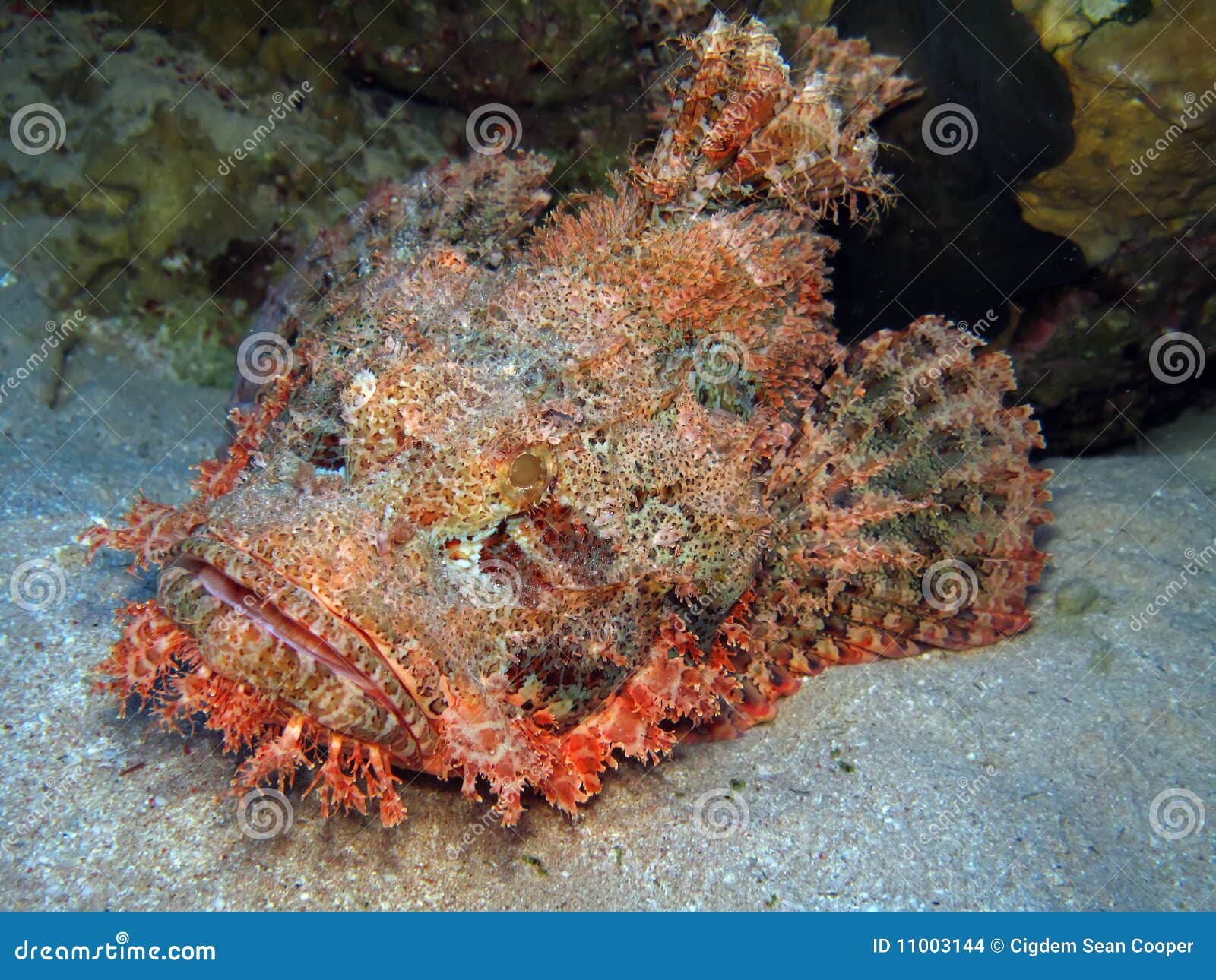 Scorpionfish stock photo. Image of underwater, tropical - 11003144
