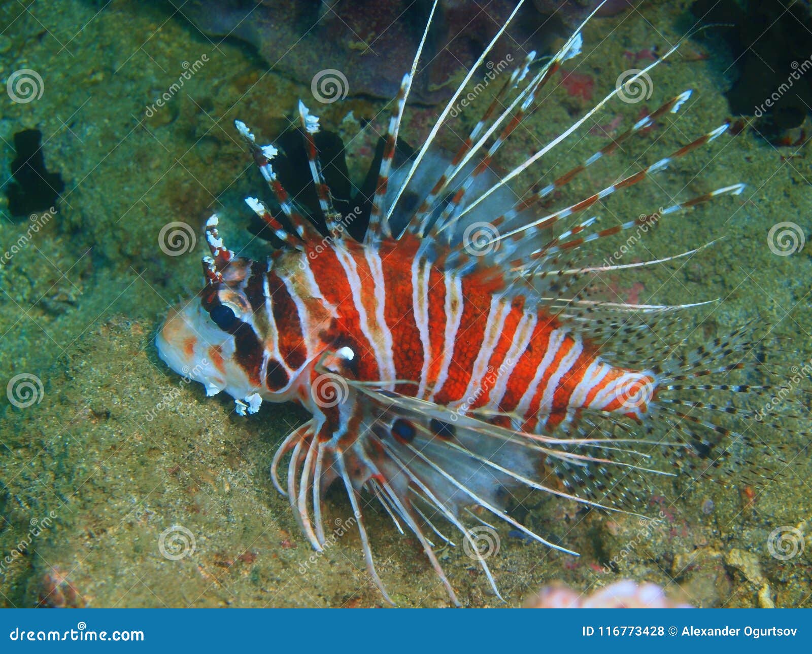 Scorpionfish stock foto. Image of keerkring, duik, oceaan - 116773428