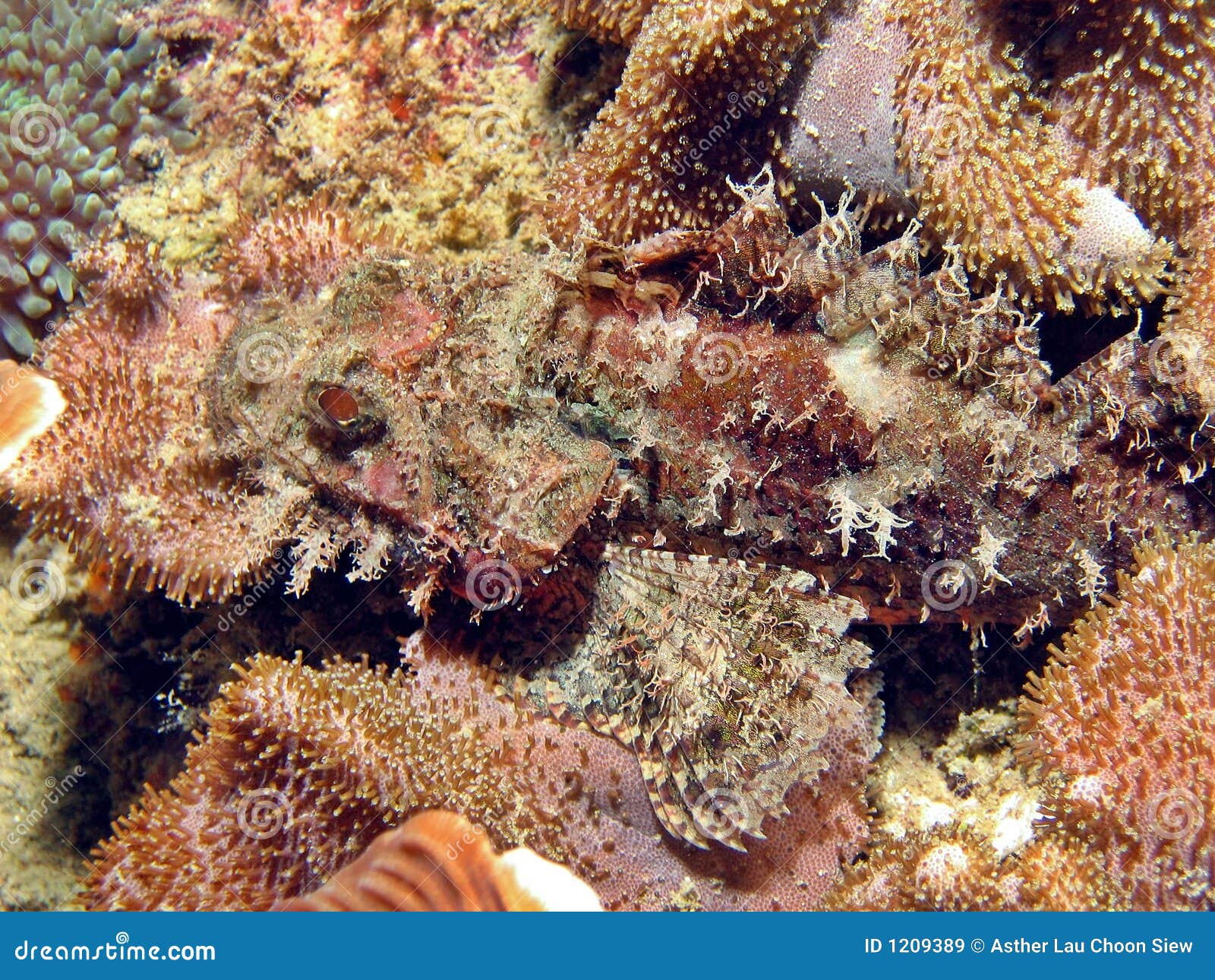 Scorpionfish stock image. Image of poisonous, hidden, camouflage - 1209389