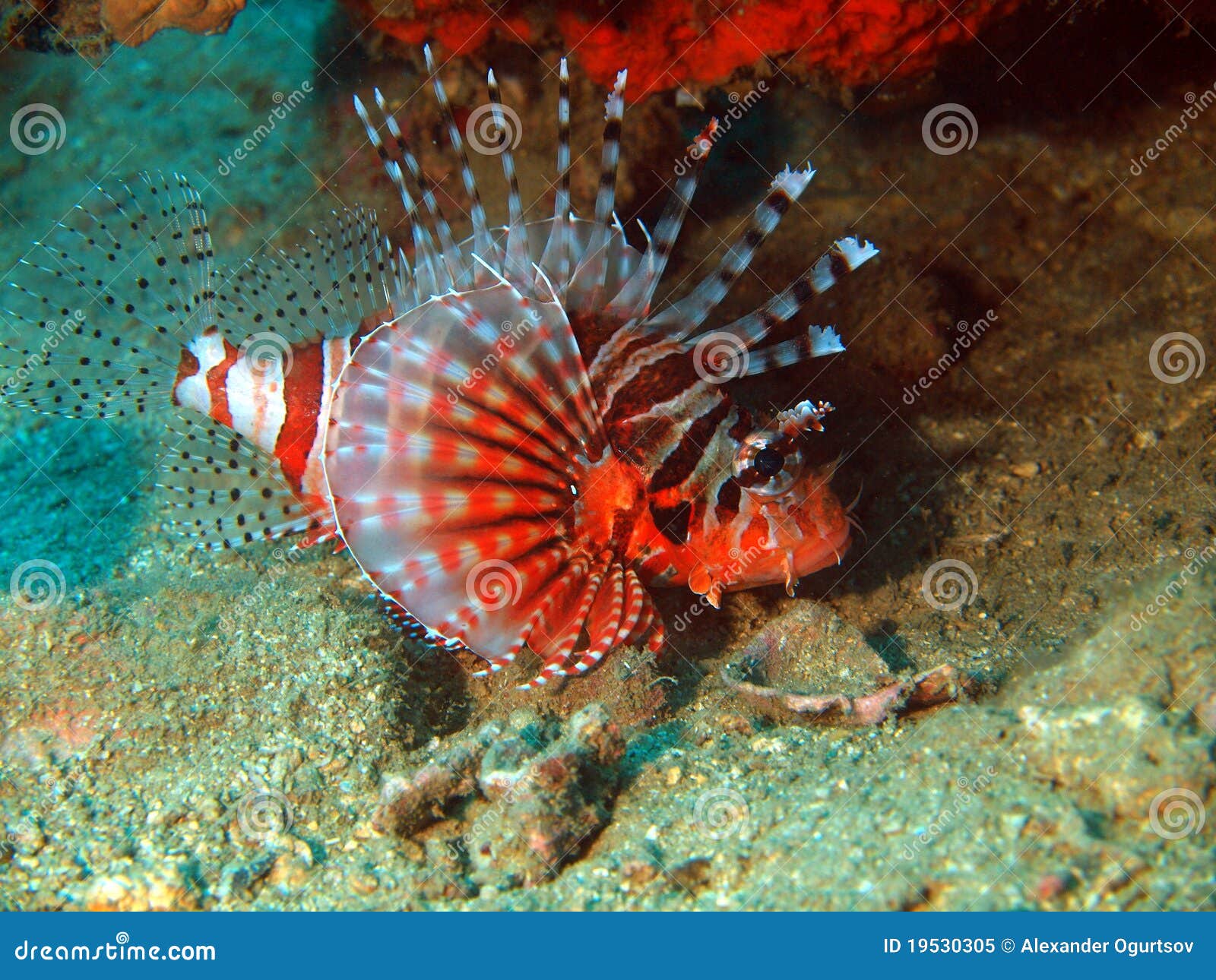 Scorpionfish stock image. Image of trang, dive, vietnam - 19530305