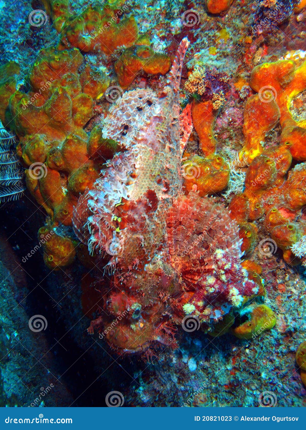 Scorpionfish stock image. Image of nature, animals, water - 20821023