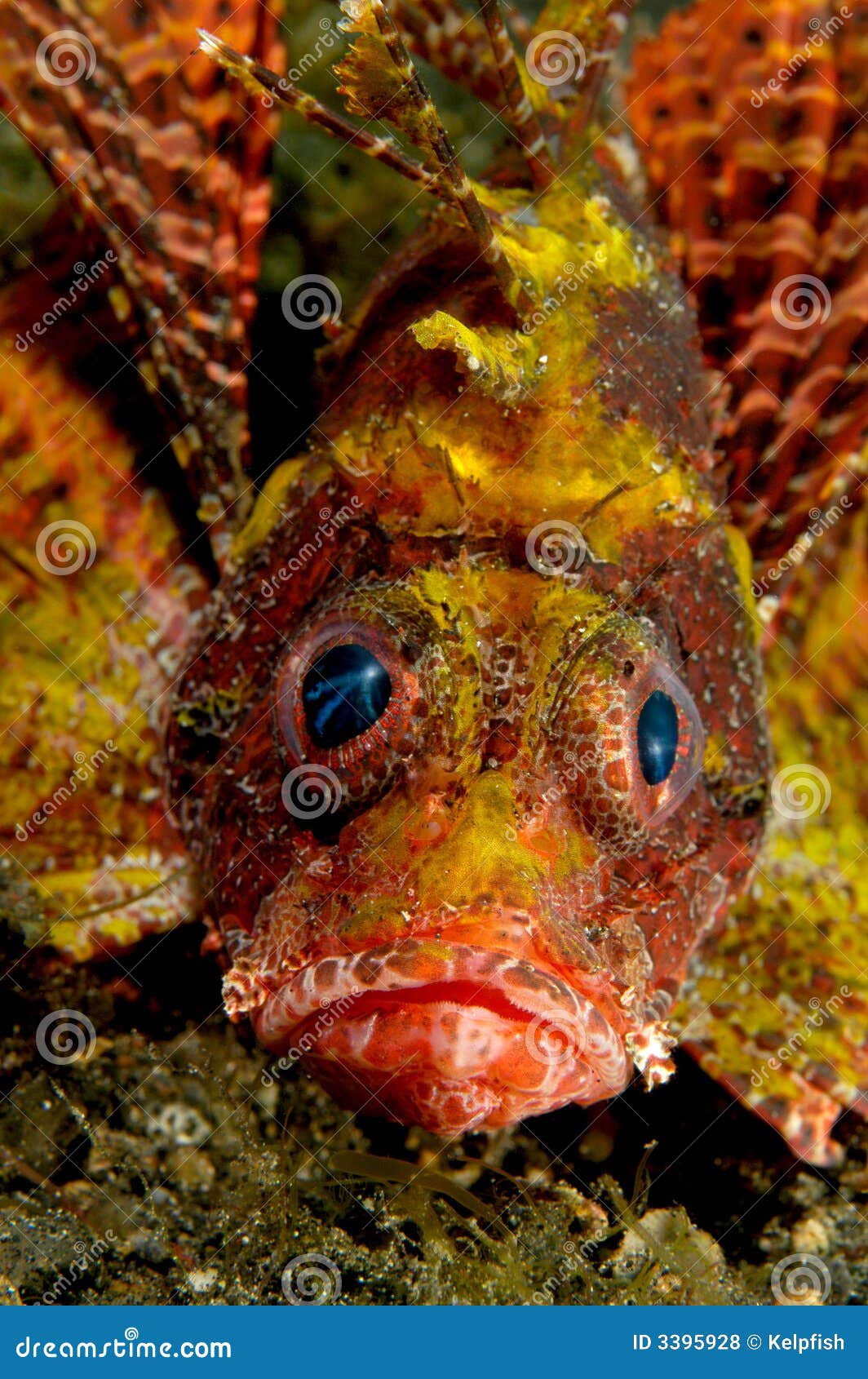 Scorpionfish stock photo. Image of biology, scorpion, stare - 3395928