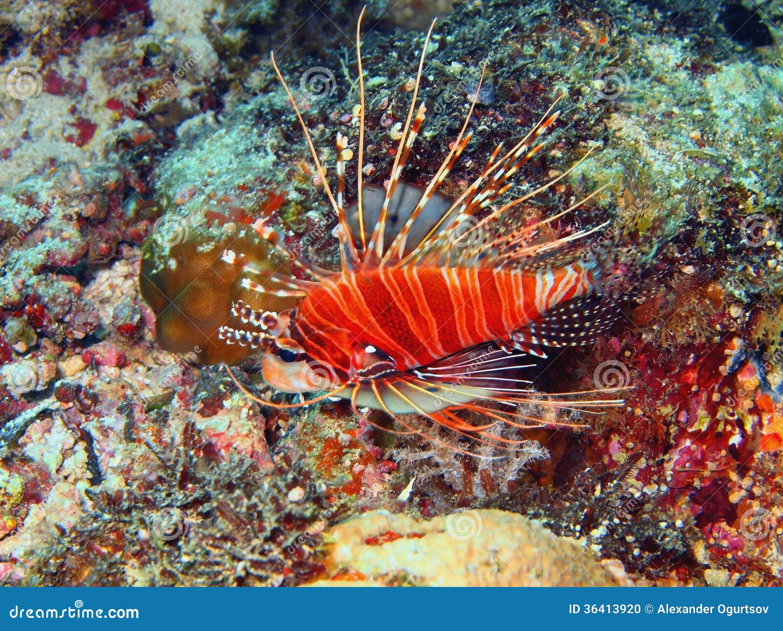 Scorpionfish stock foto. Image of duik, vissen, overzees - 36413920
