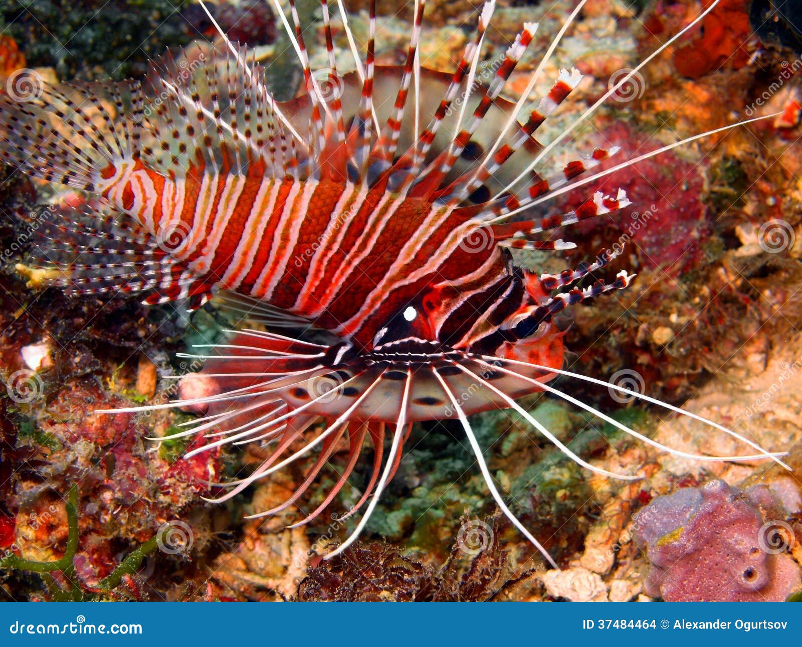 Scorpionfish stock foto. Image of keerkring, nave, onderwater - 37484464