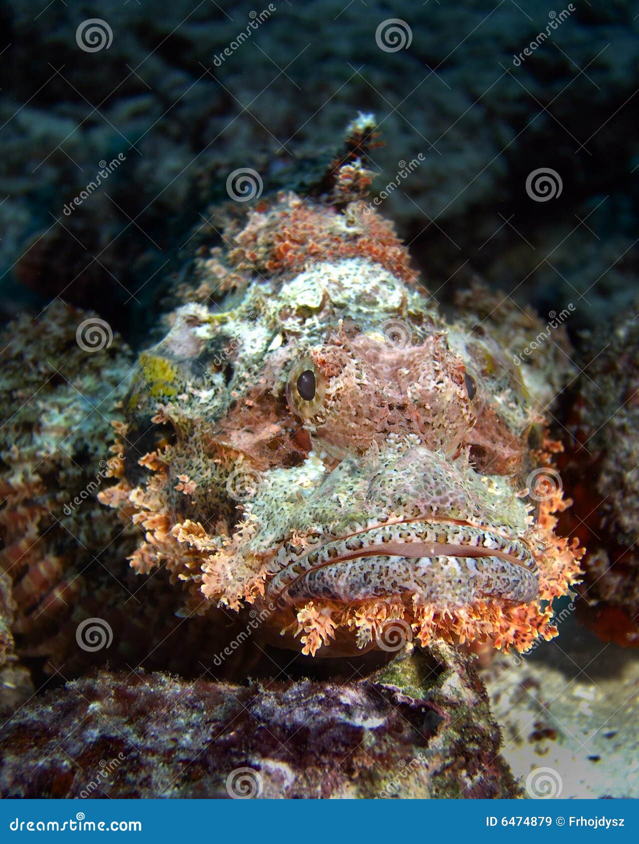 Scorpionfish stock image. Image of marine, borneo, egypt - 6474879