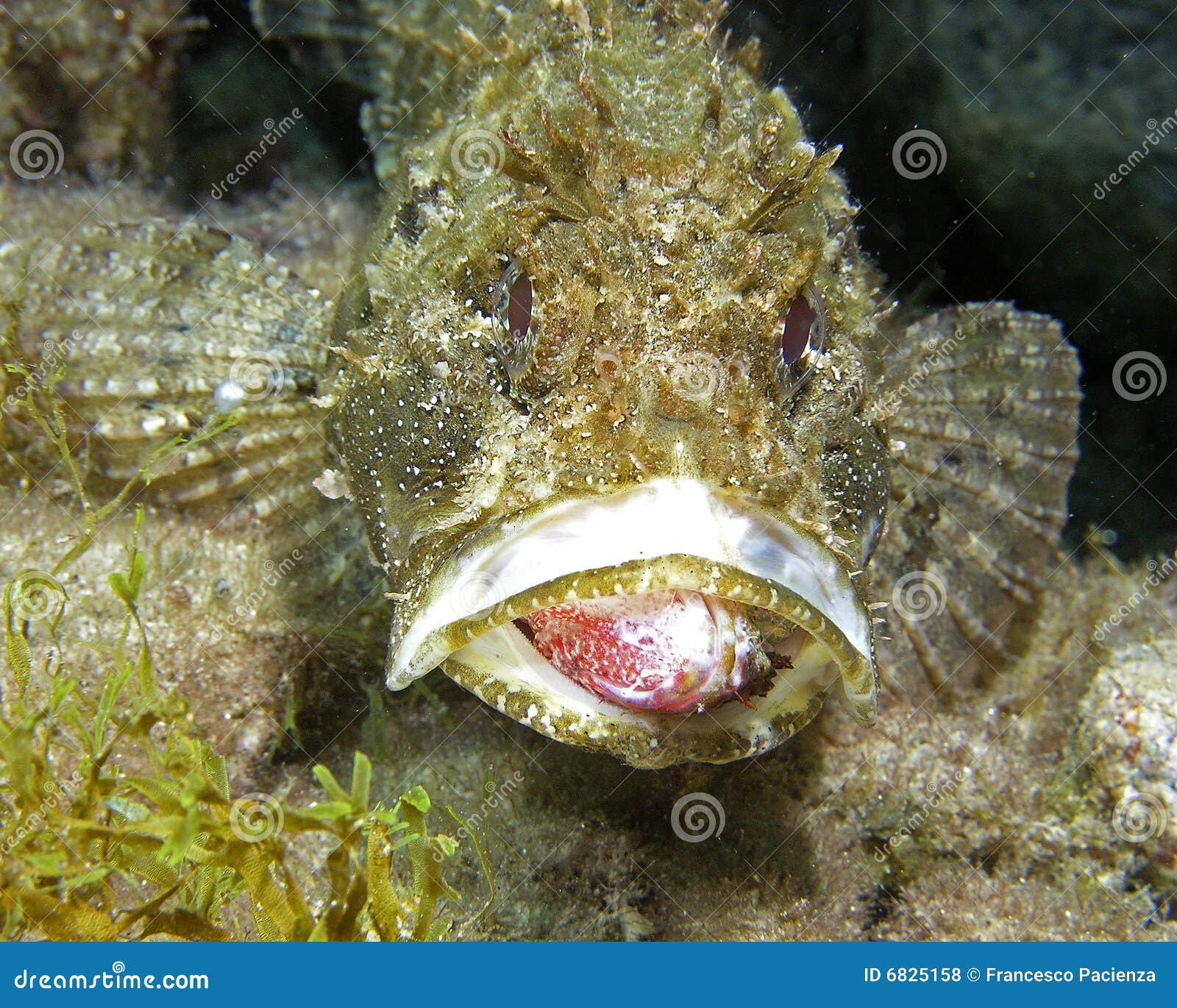 Scorfano Rosso Stock Photos - Free & Royalty-Free Stock Photos from ...