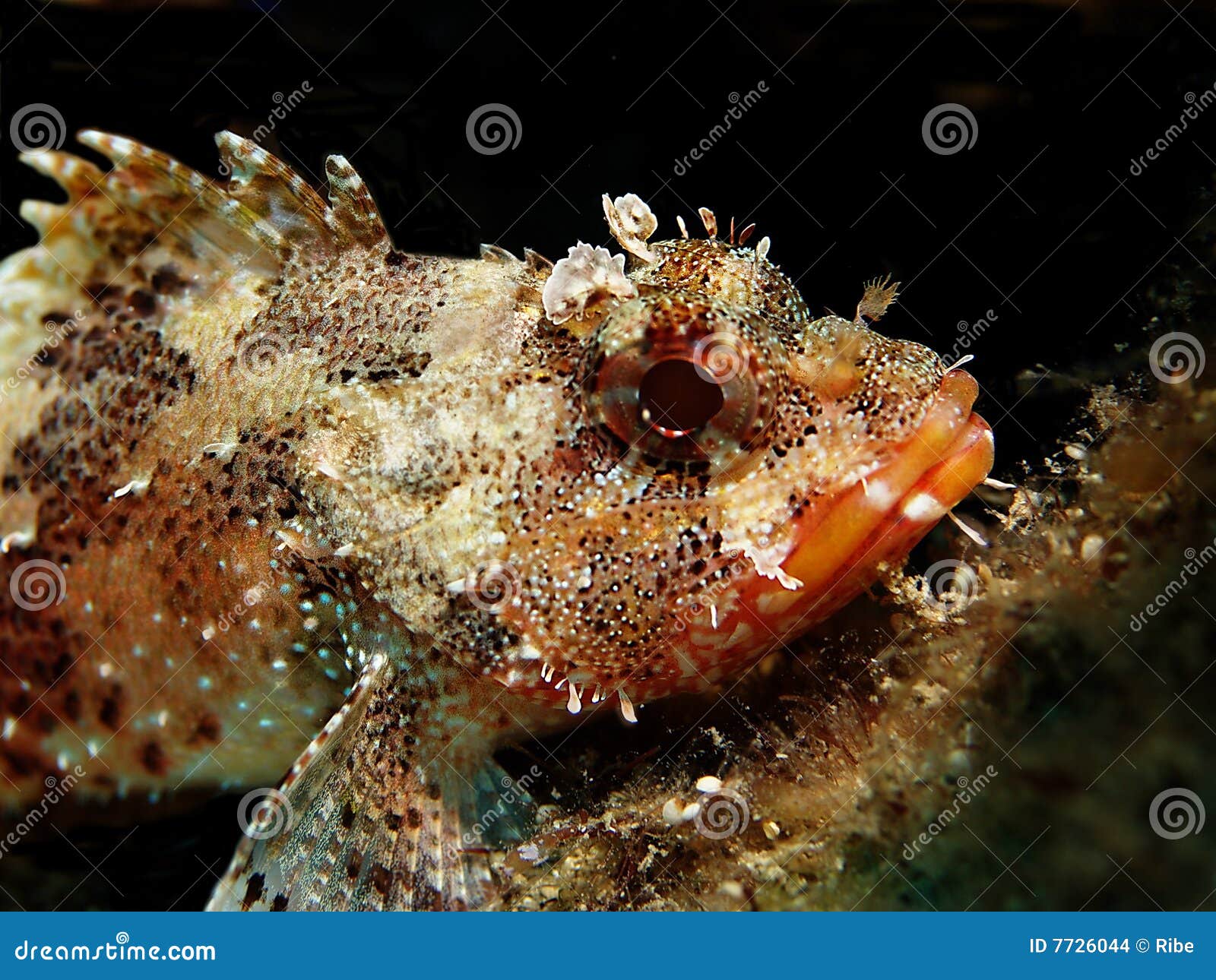 Scorpionfish stock photo. Image of mediterranean, colorful - 7726044