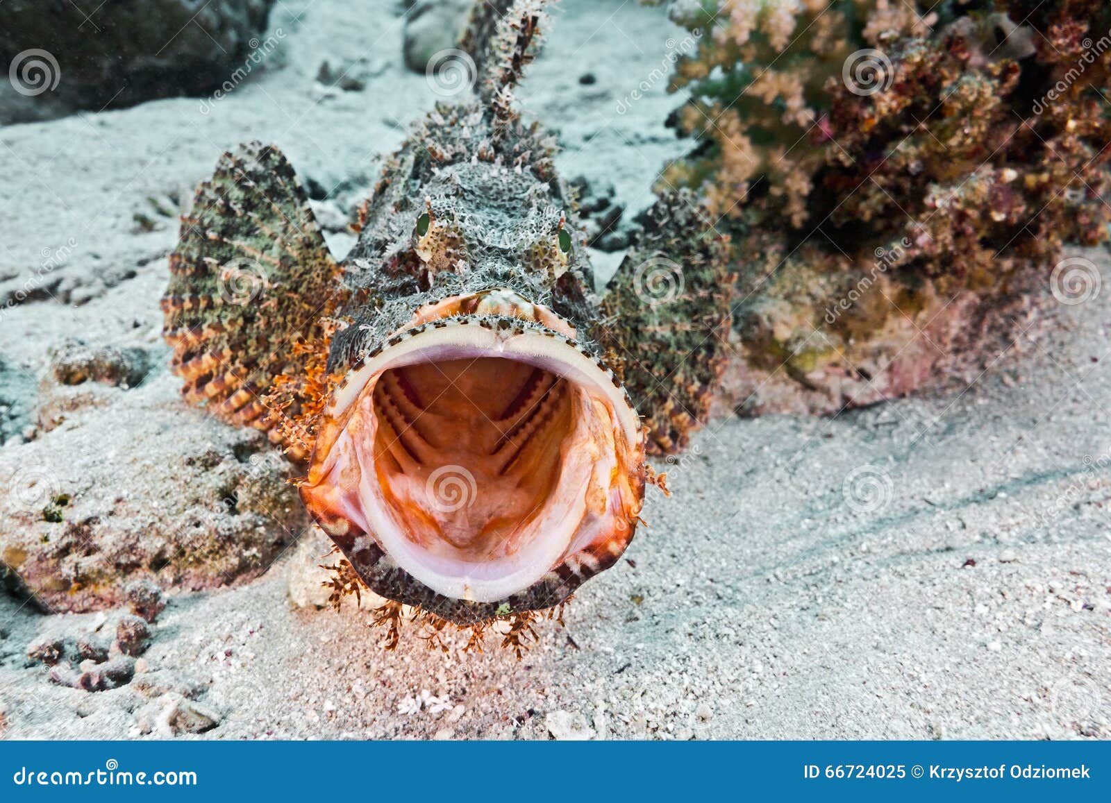 Scorpionfish stock image. Image of coral, nature, fauna - 66724025