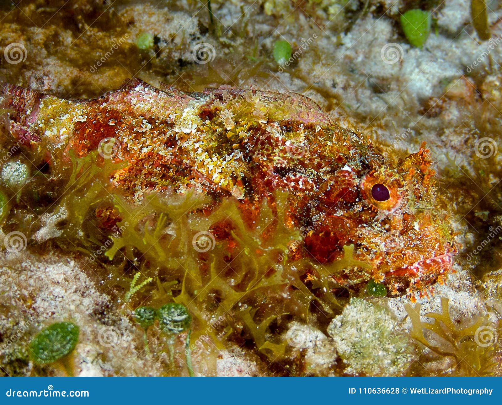 Scorpionfish on Coral stock photo. Image of marine, oceanic - 110636628