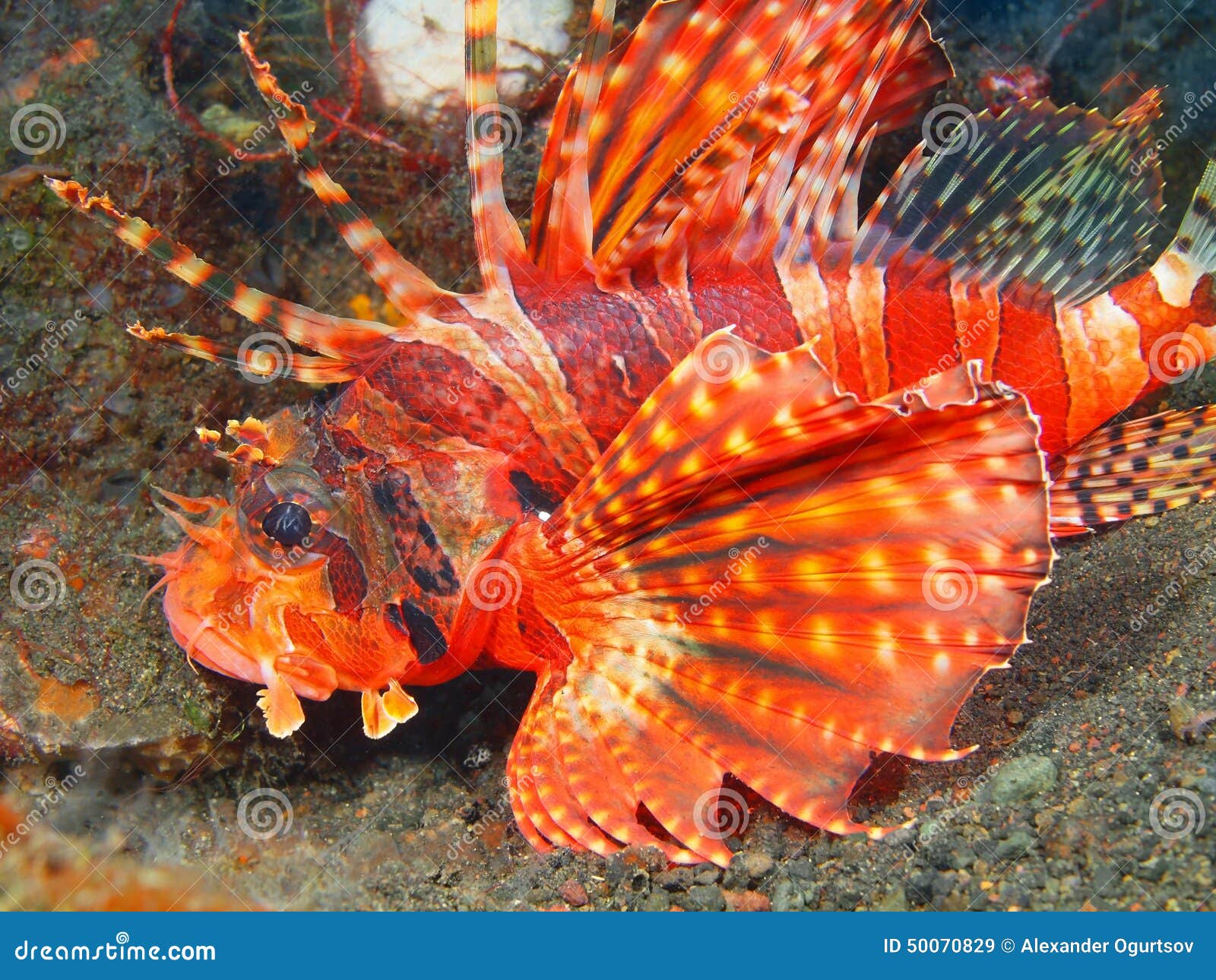 Scorpionfish stock image. Image of scorpionfish, tropic - 50070829