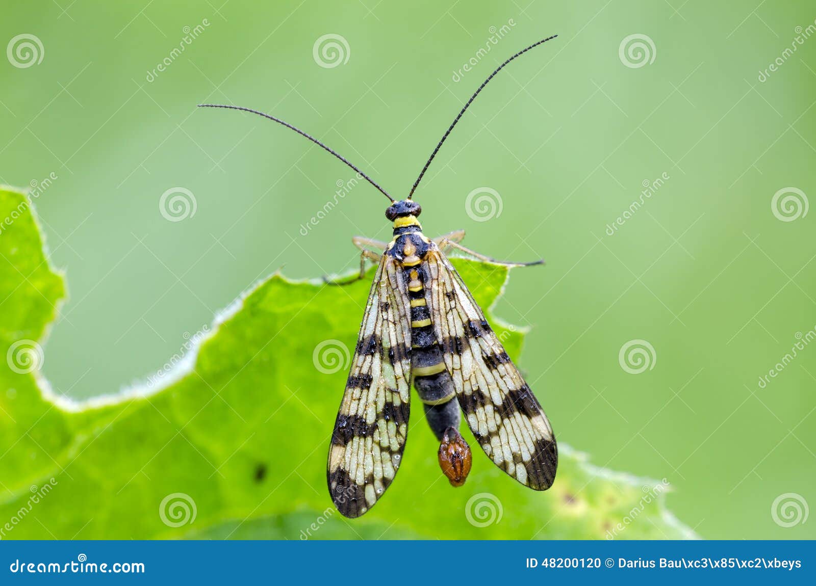 Scorpionfly stock photo. Image of panorpa, meadow, communis - 48200120