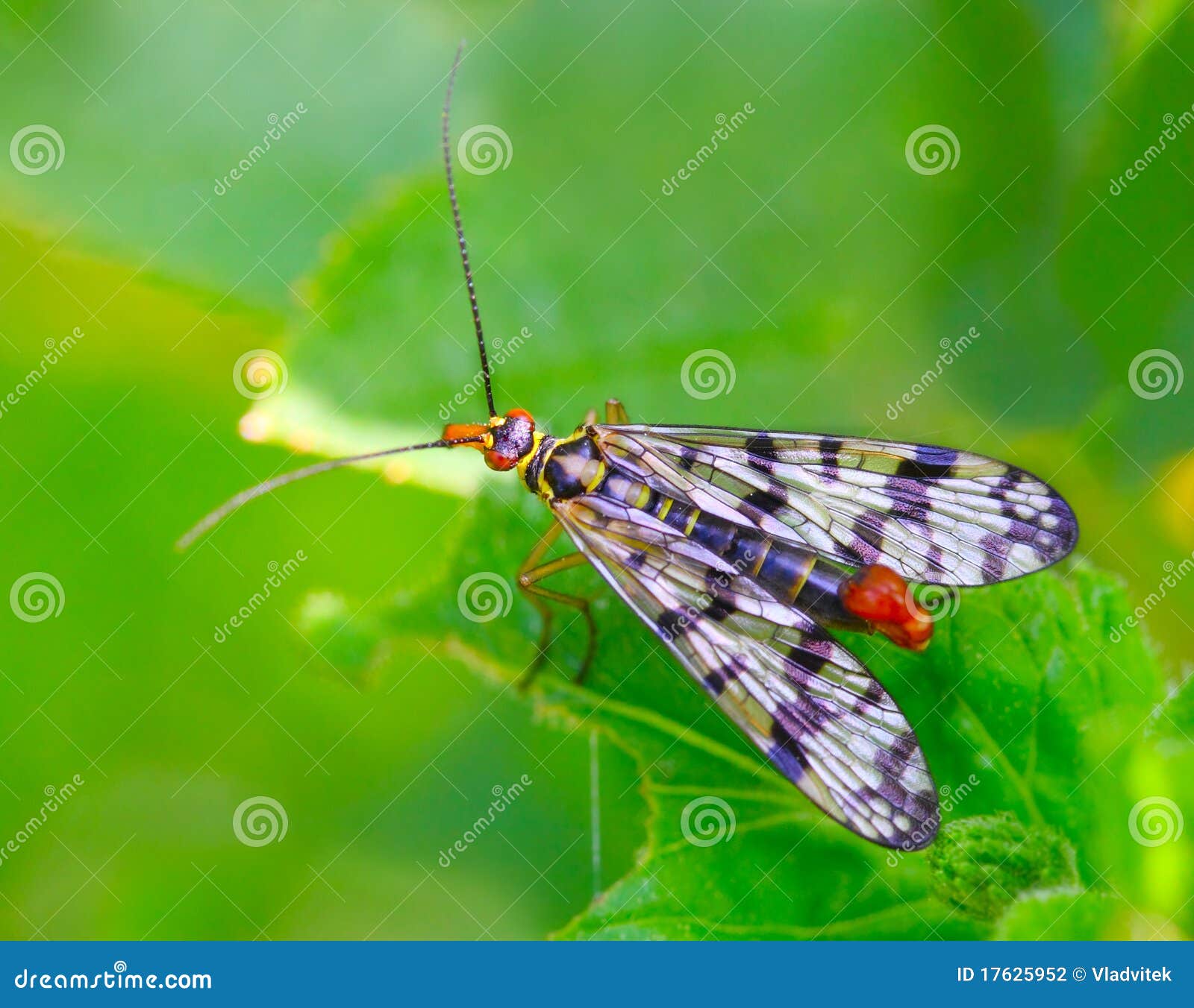Scorpionfly (Mecoptera). stock photo. Image of illness - 17625952