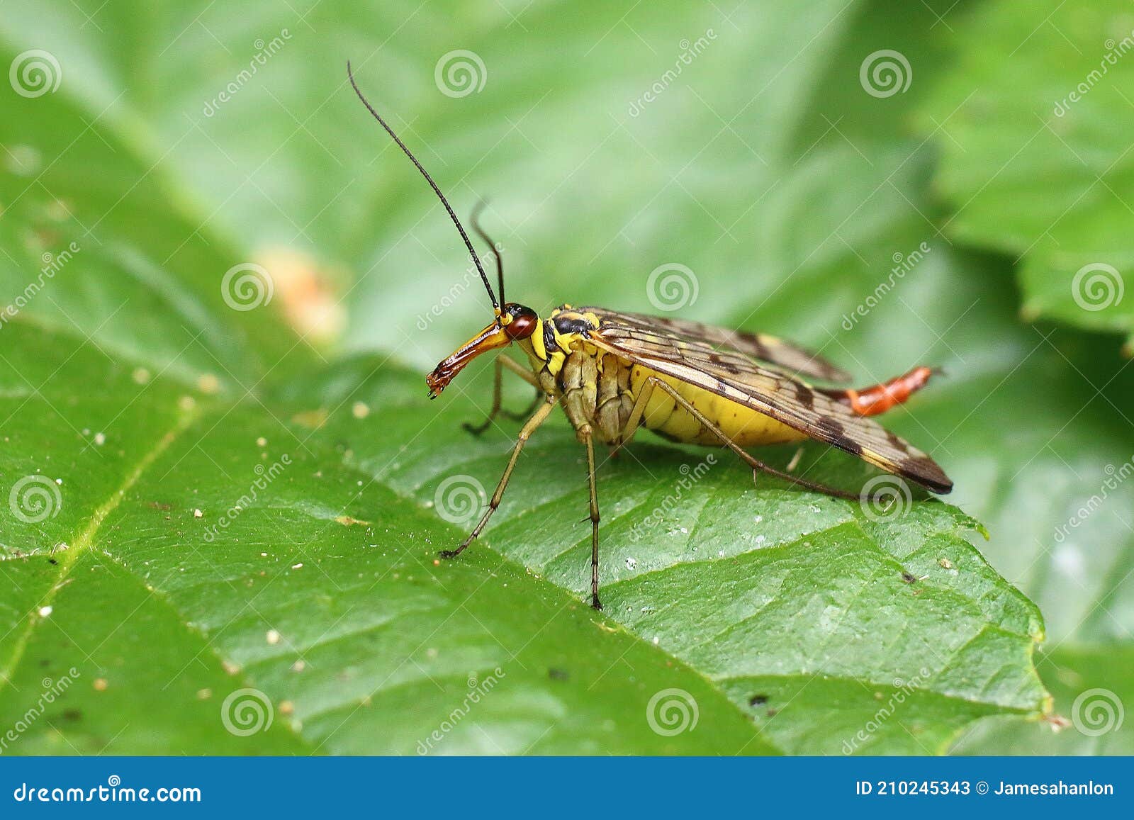 Scorpionfly, Order Mecoptera Female Stock Image - Image of perched ...