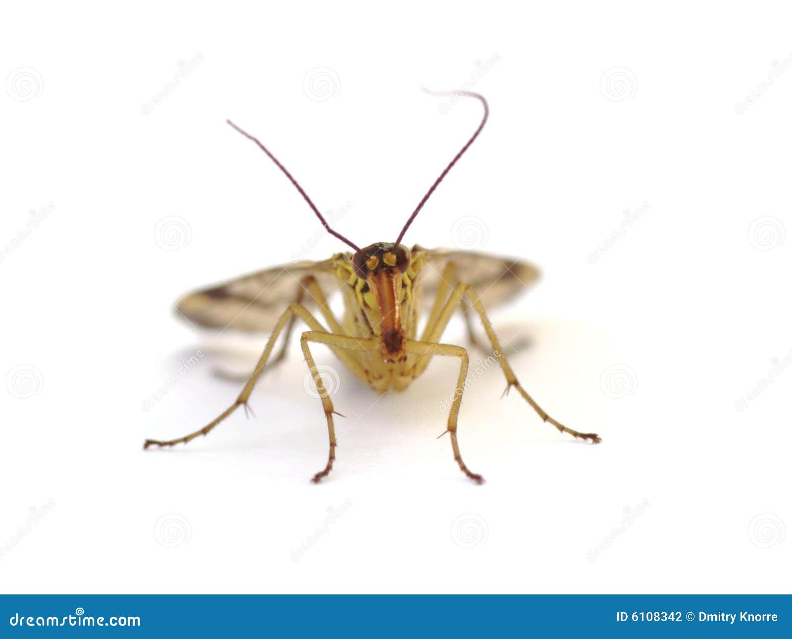 Scorpionfly portrait stock photo. Image of nature, macro - 6108342
