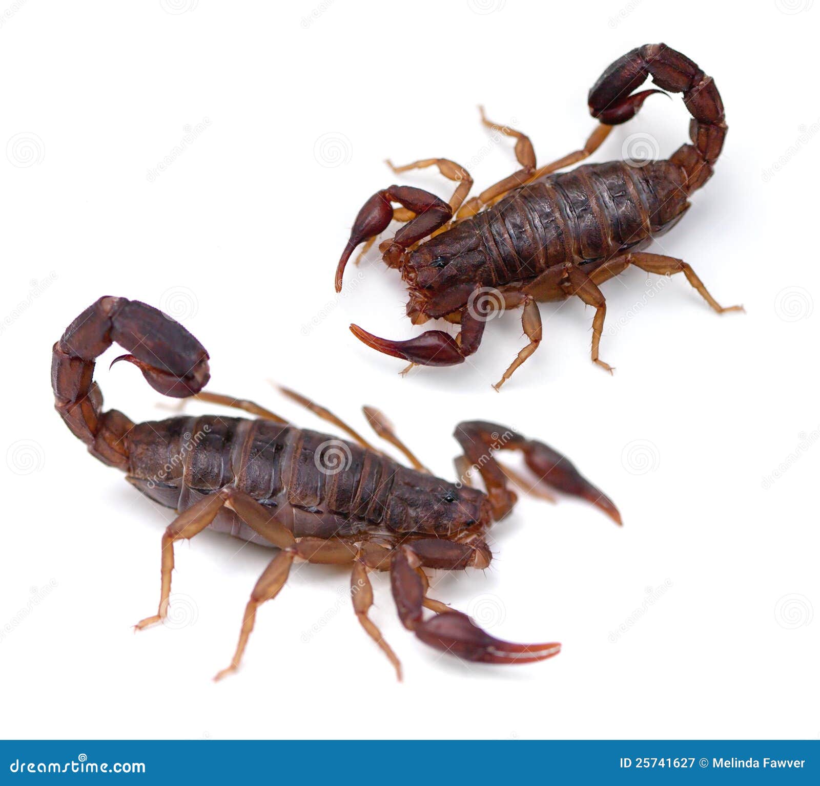 Scorpioni immagine stock. Immagine di alto, pinze, branche - 25741627