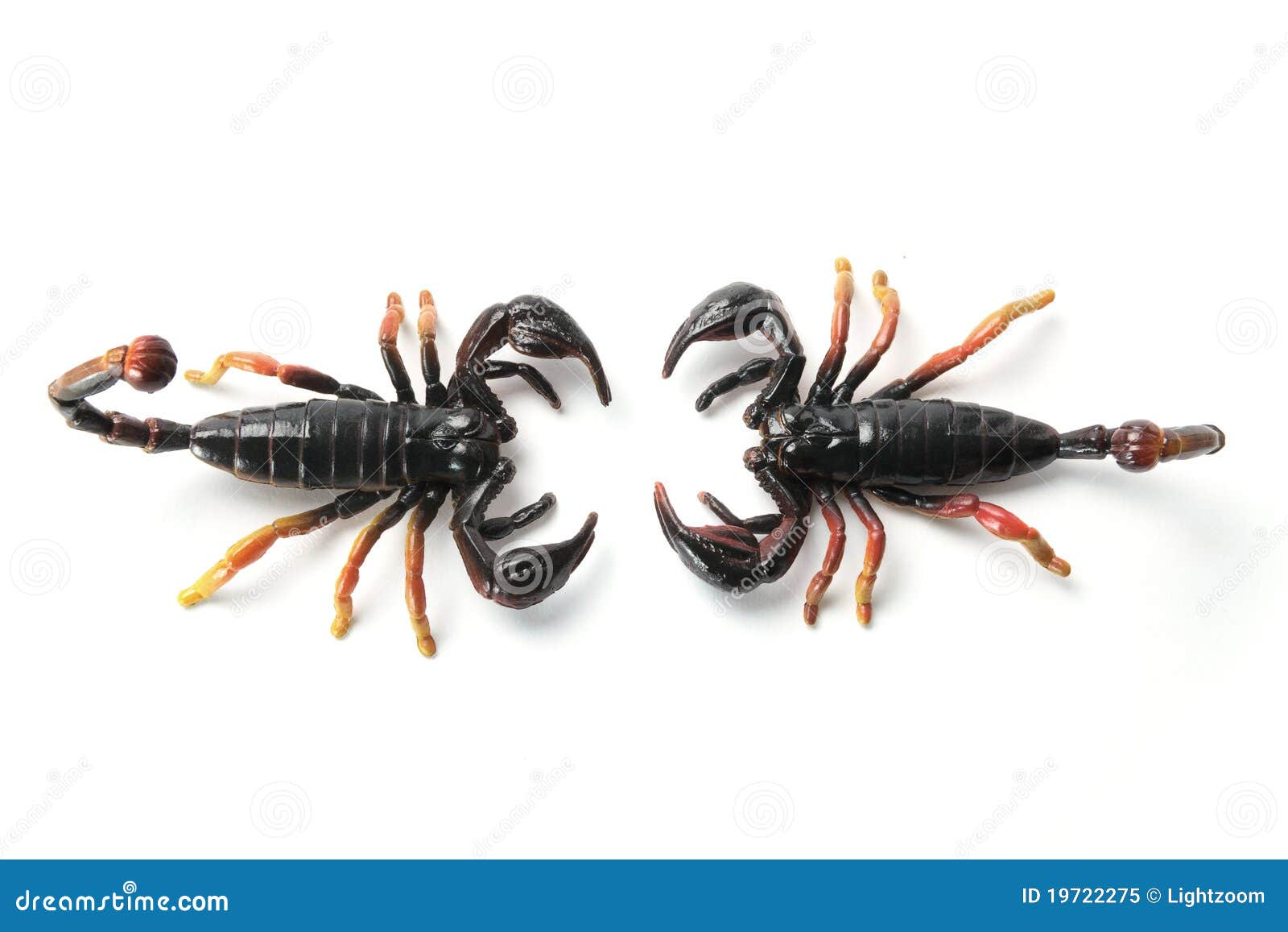 Plastic Scorpions Stock Photos - Free & Royalty-Free Stock Photos from ...