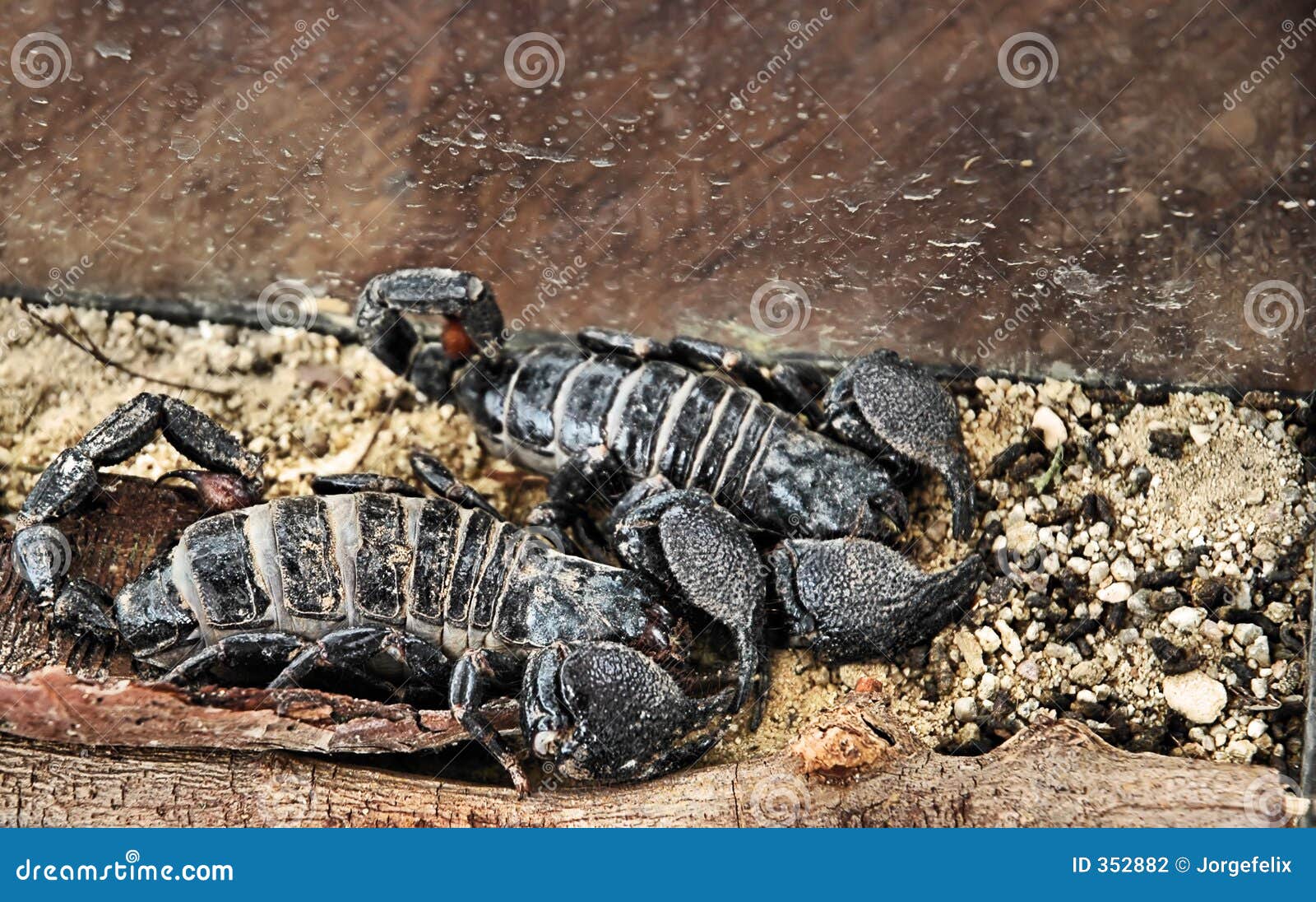 Scorpions stock photo. Image of mortal, couple, scorpion - 352882