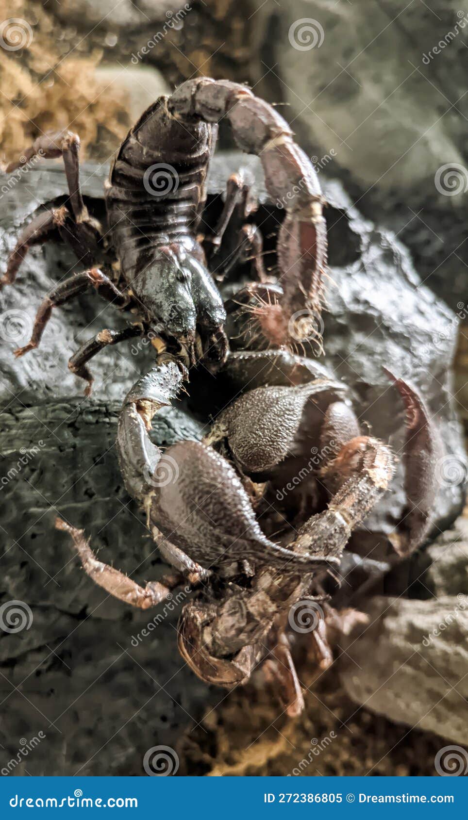 Scorpions Fight on the Rock Stock Image - Image of fight, rock: 272386805