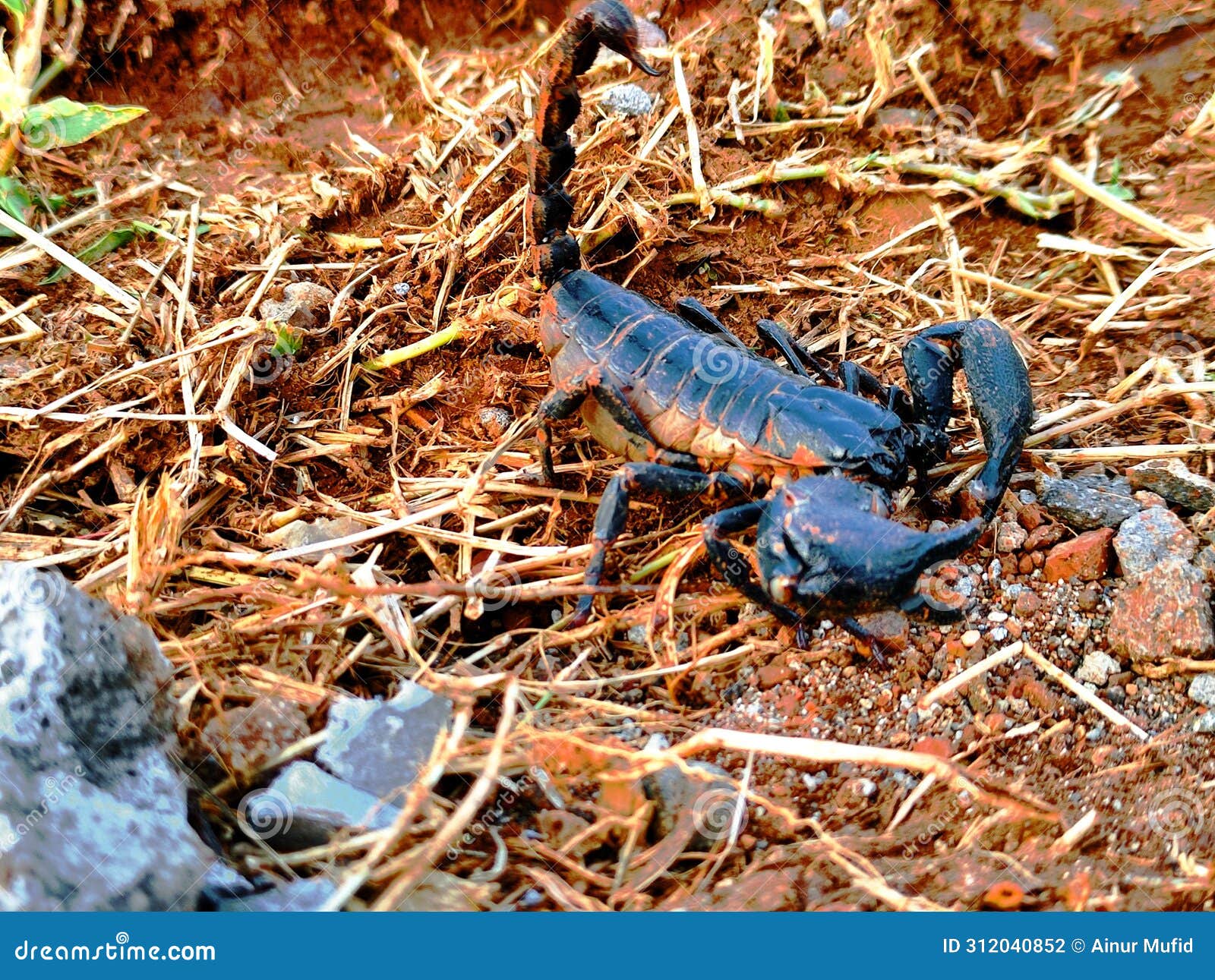 Scorpions are a Group of Animals with Eight Legs in the Order ...