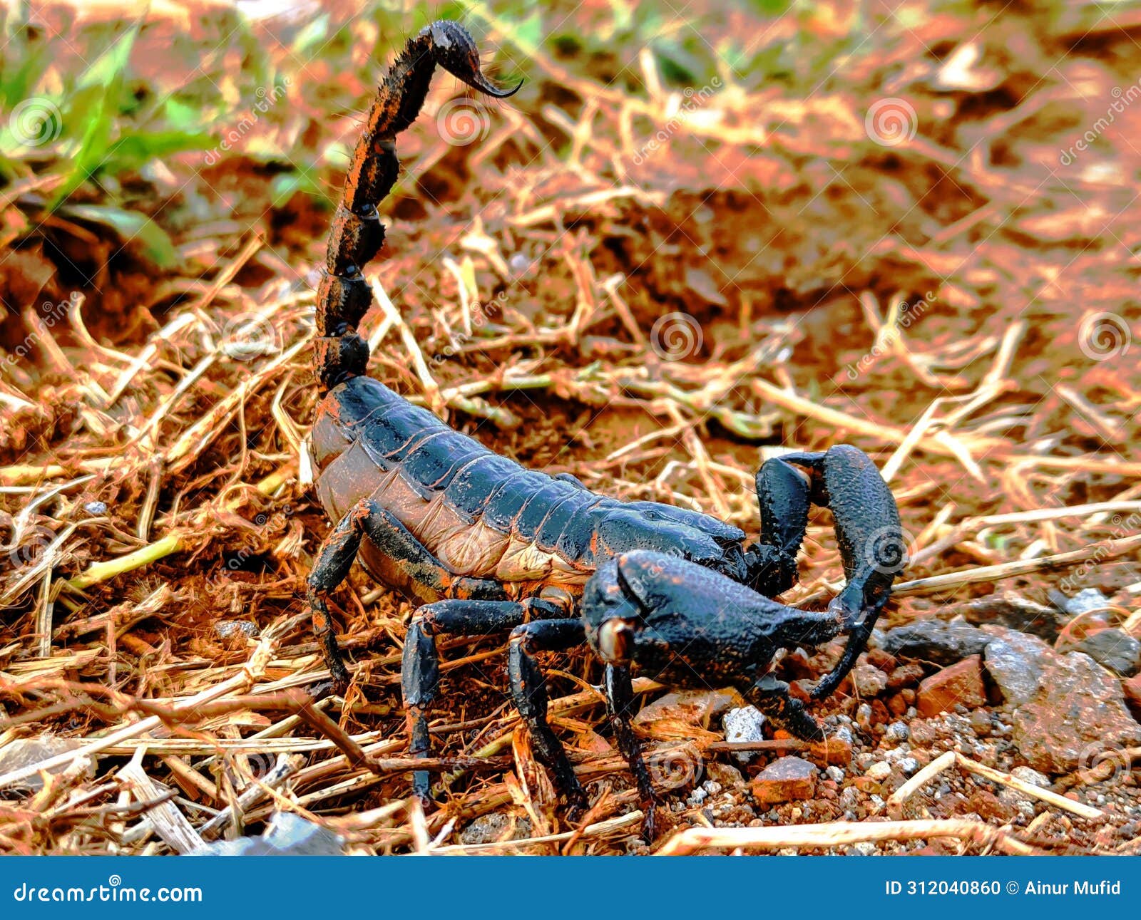 Scorpions are a Group of Animals with Eight Legs in the Order ...