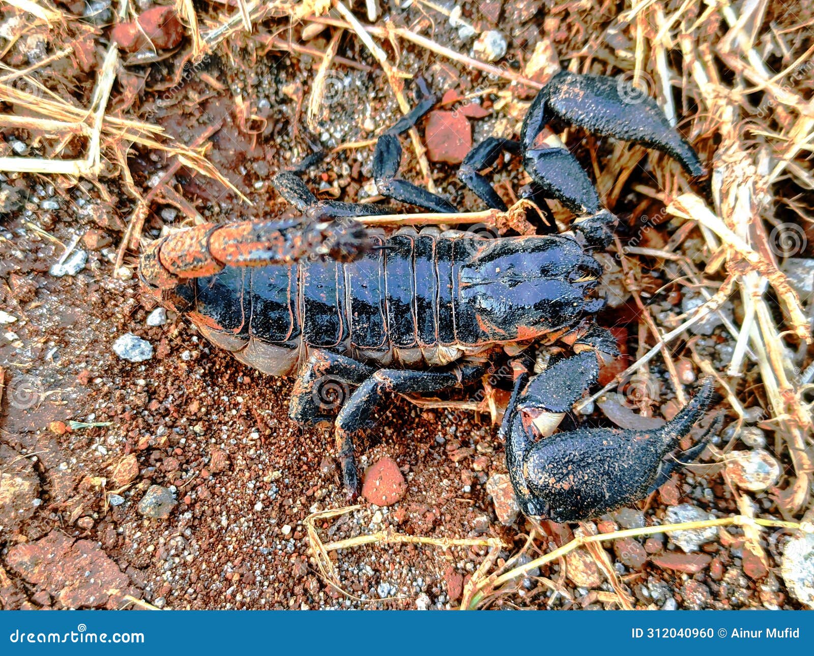 Scorpions are a Group of Animals with Eight Legs in the Order ...