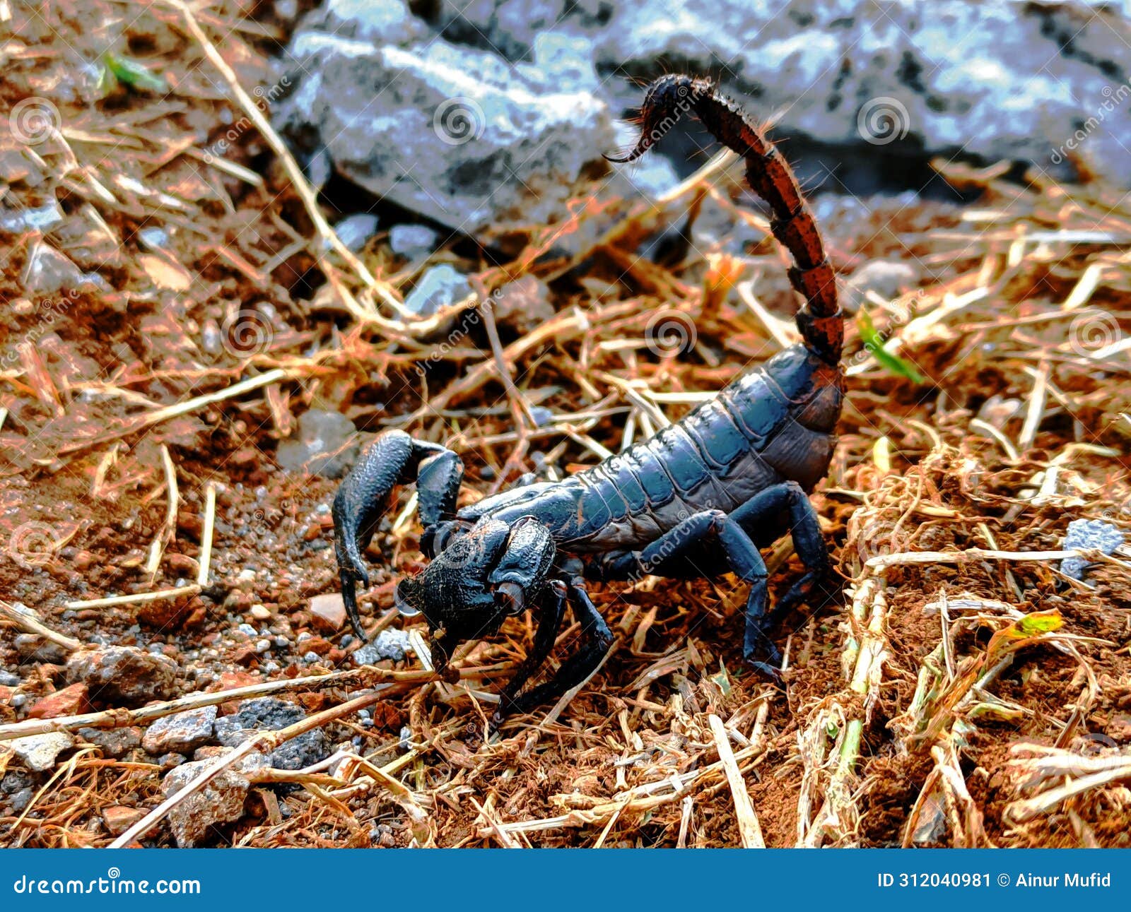 Scorpions are a Group of Animals with Eight Legs in the Order ...