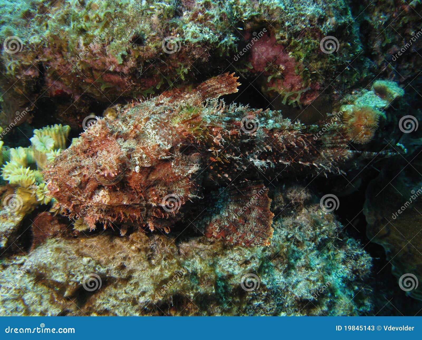 Scorpionsfish stock image. Image of tropical, scorpionfish - 19845143