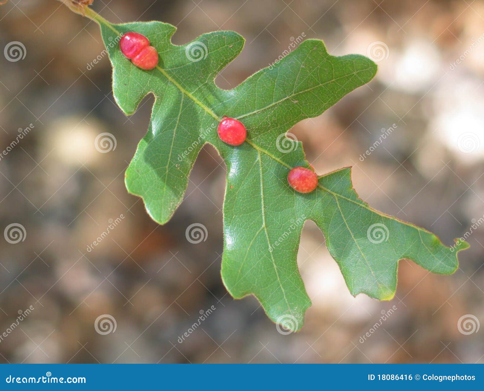 Scortica in Permesso Della Quercia Fotografia Stock - Immagine di ...