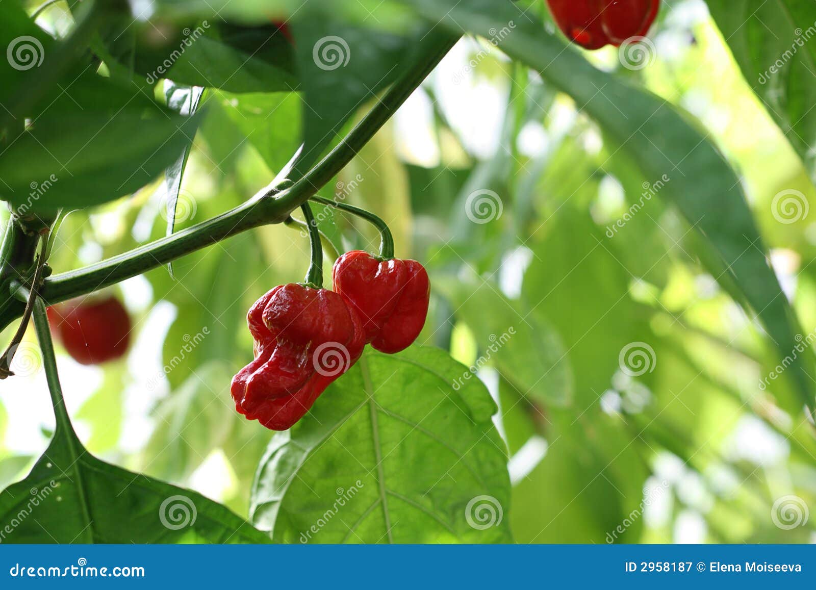 Scotch Bonnet Chilli Pepper Stock Image - Image of pepper, small: 2958187