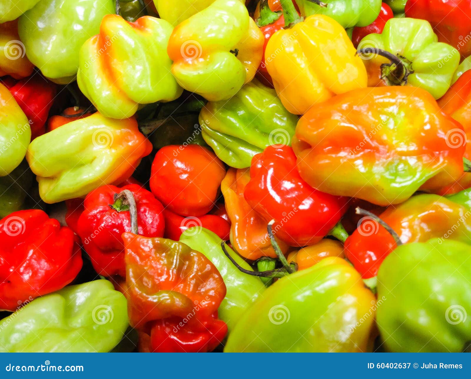 Scotch Bonnet Chilli Peppers Stock Image - Image of pepper, herb: 60402637