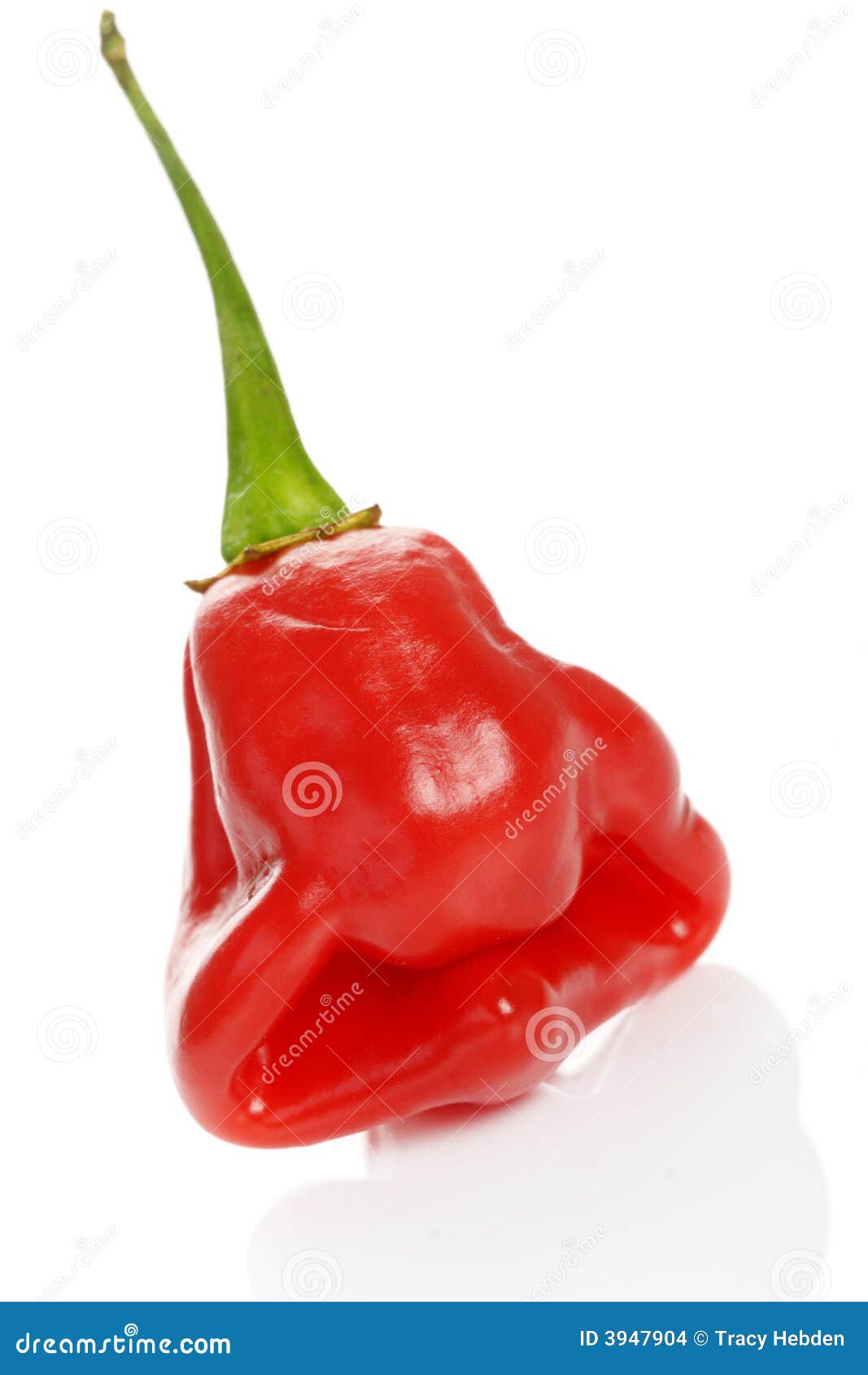 Scotch bonnet pepper stock photo. Image of chilli, mouth - 3947904