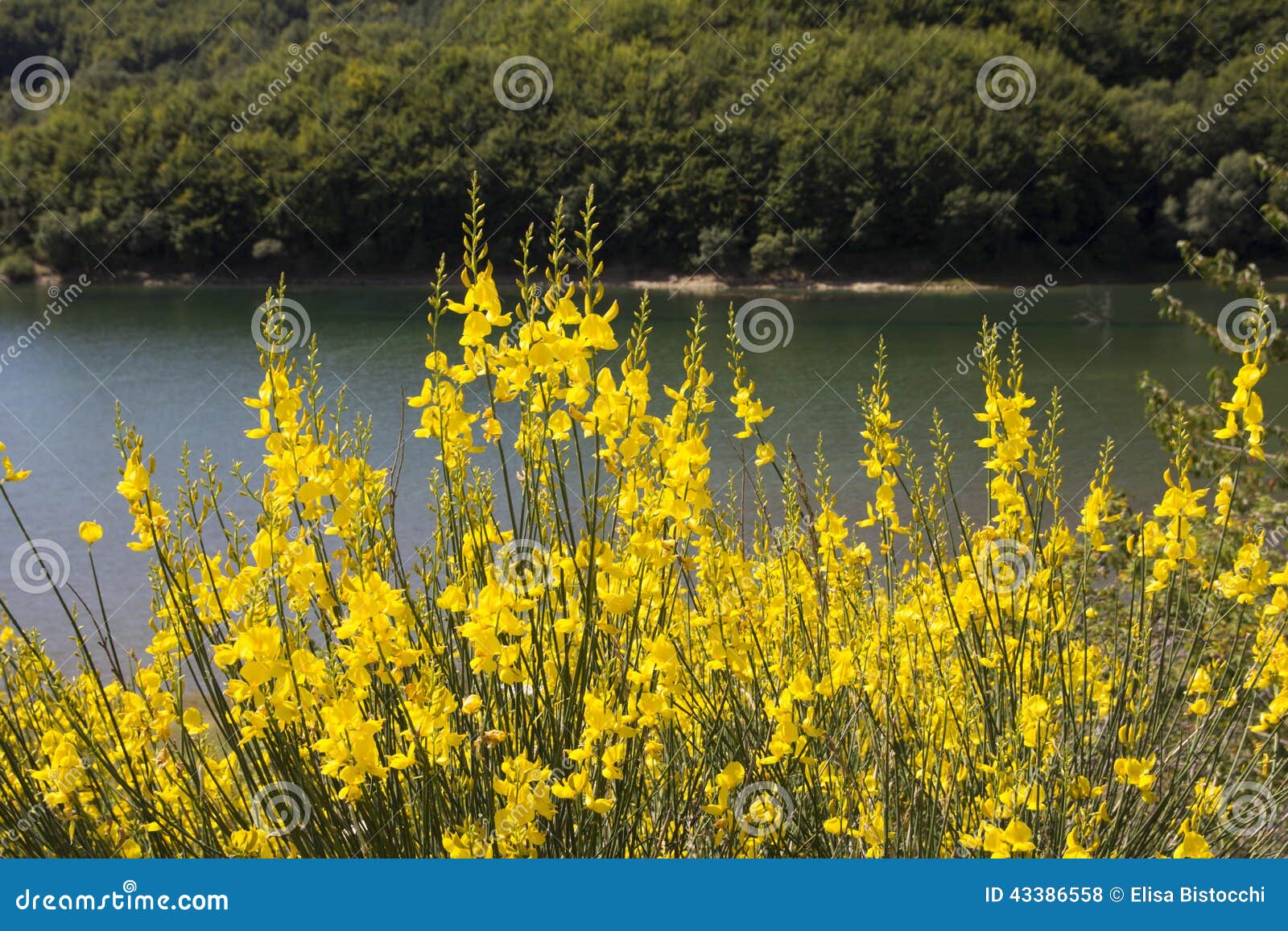 Scotch broom stock photo. Image of bright, summer, spring - 43386558