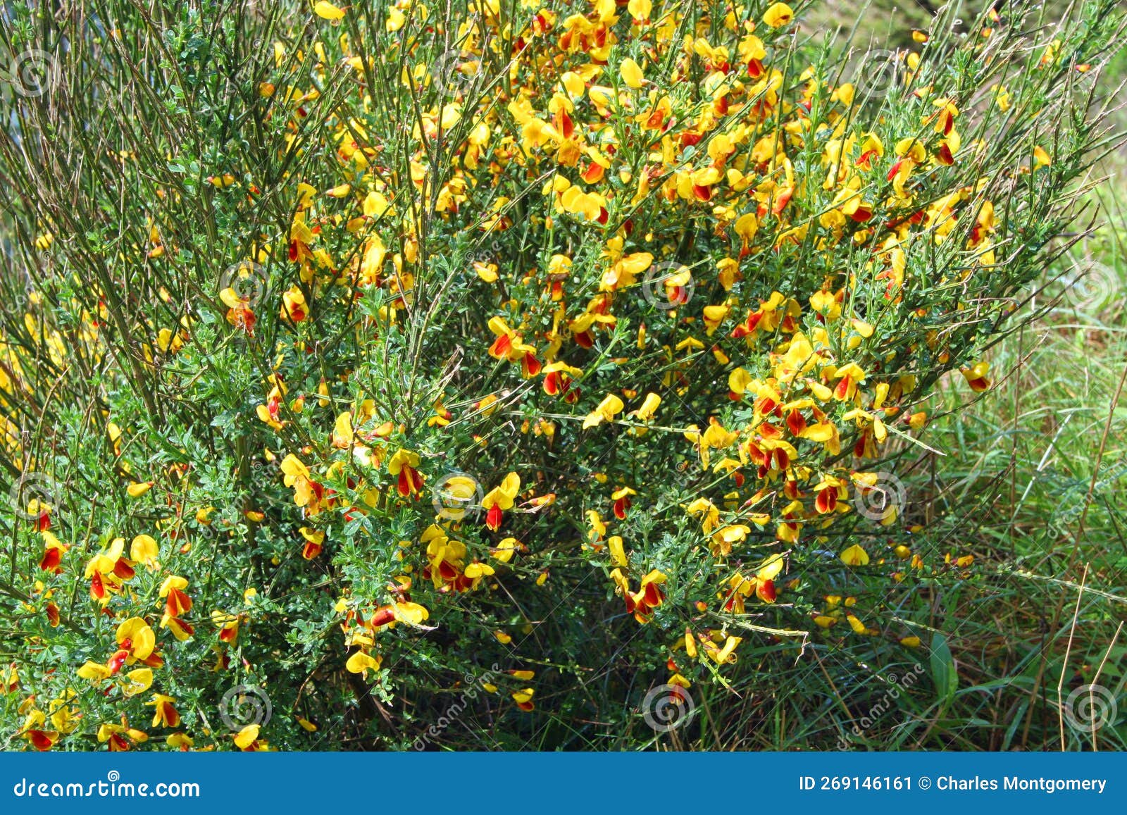 Scotch Broom in Spring stock image. Image of yellow - 269146161