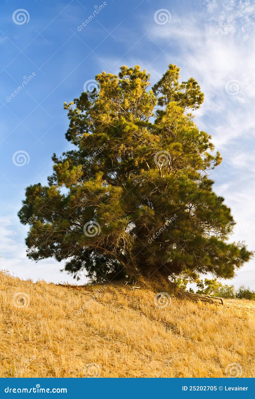 Scotch fir stock image. Image of pine, nature, blue, clouds - 25202705